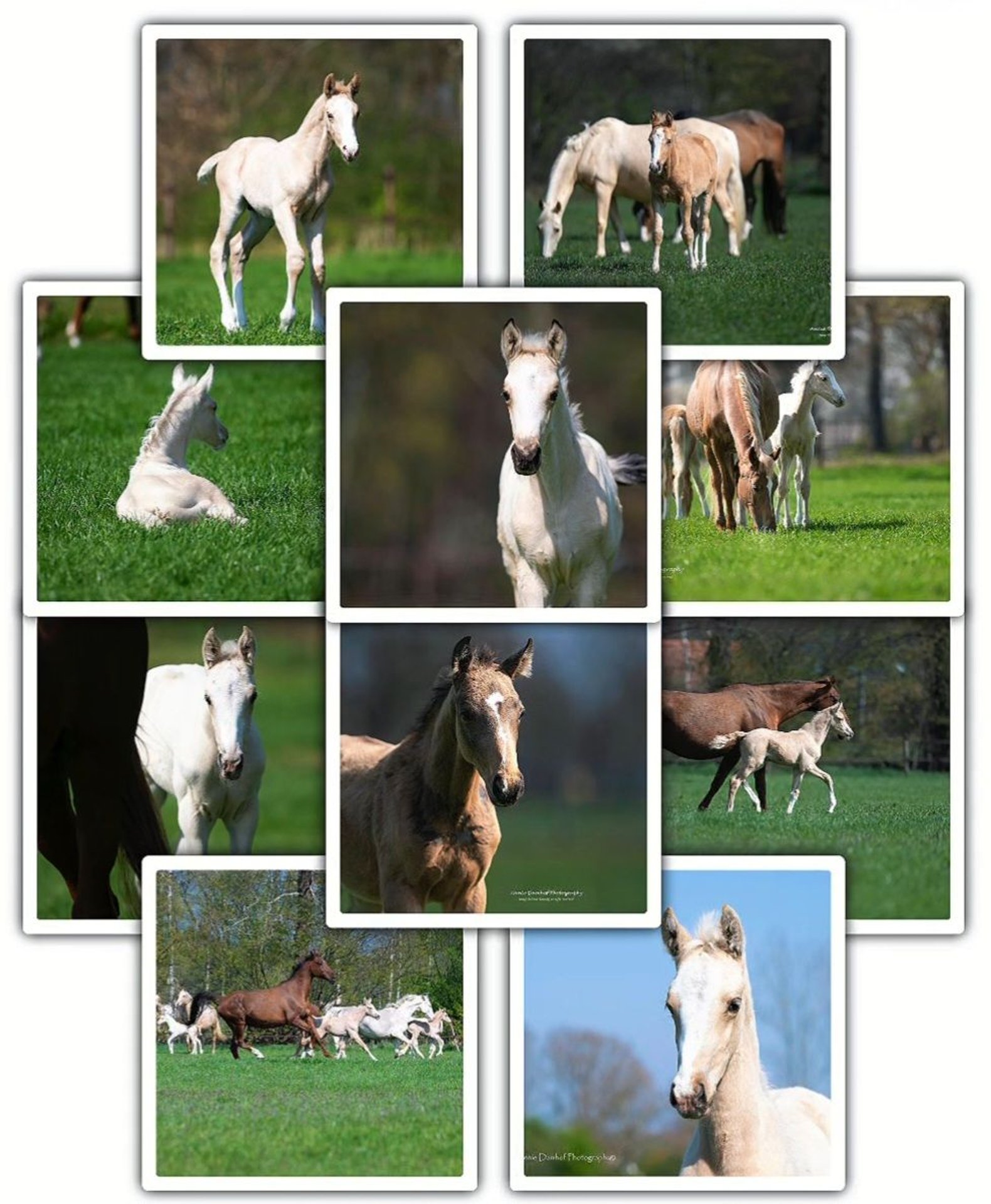 Anglo European Studbook Stallion 1 year in Den Ham