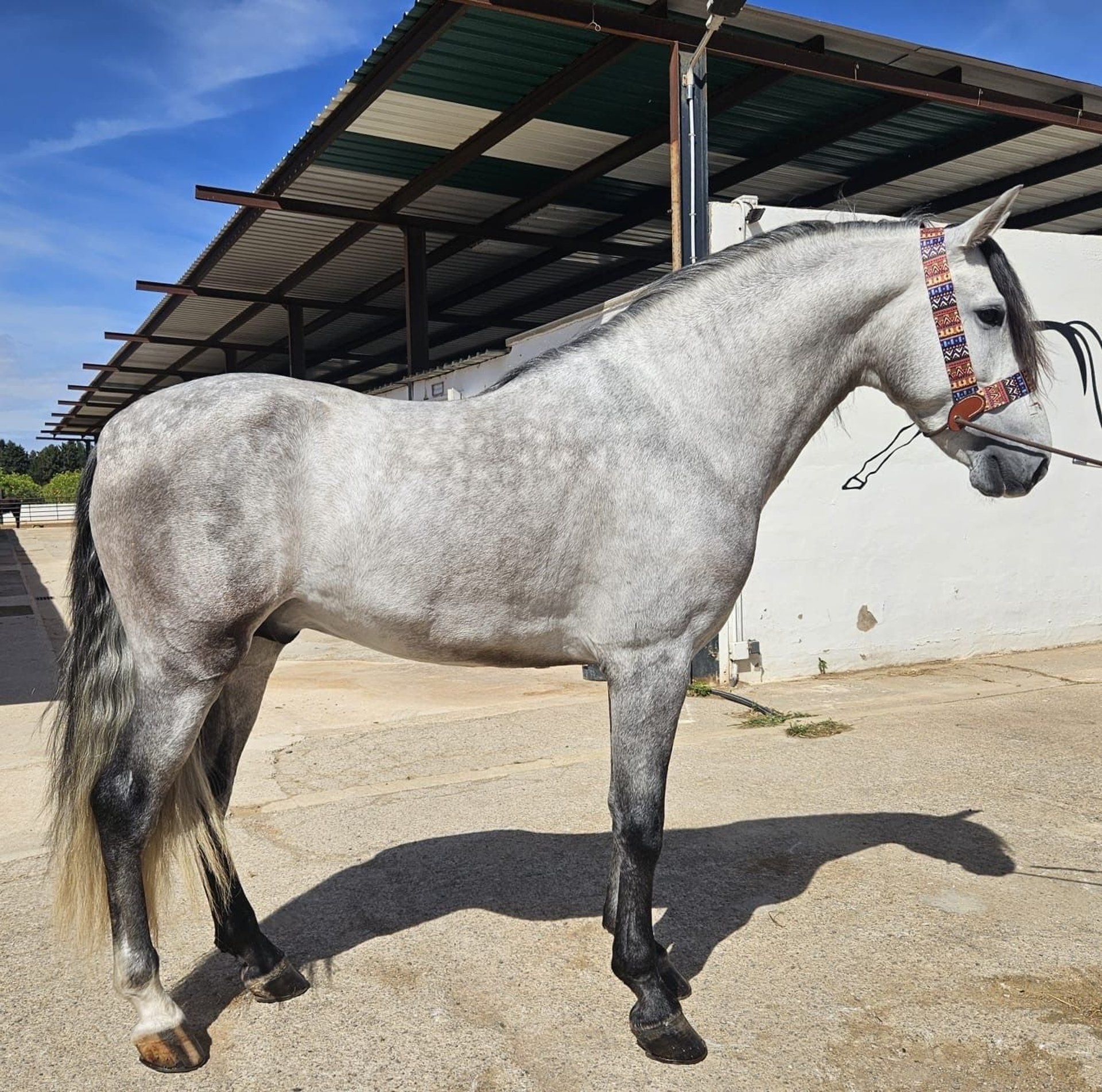 PRE Hengst 4 Jahre 163 cm Schimmel in Murcia