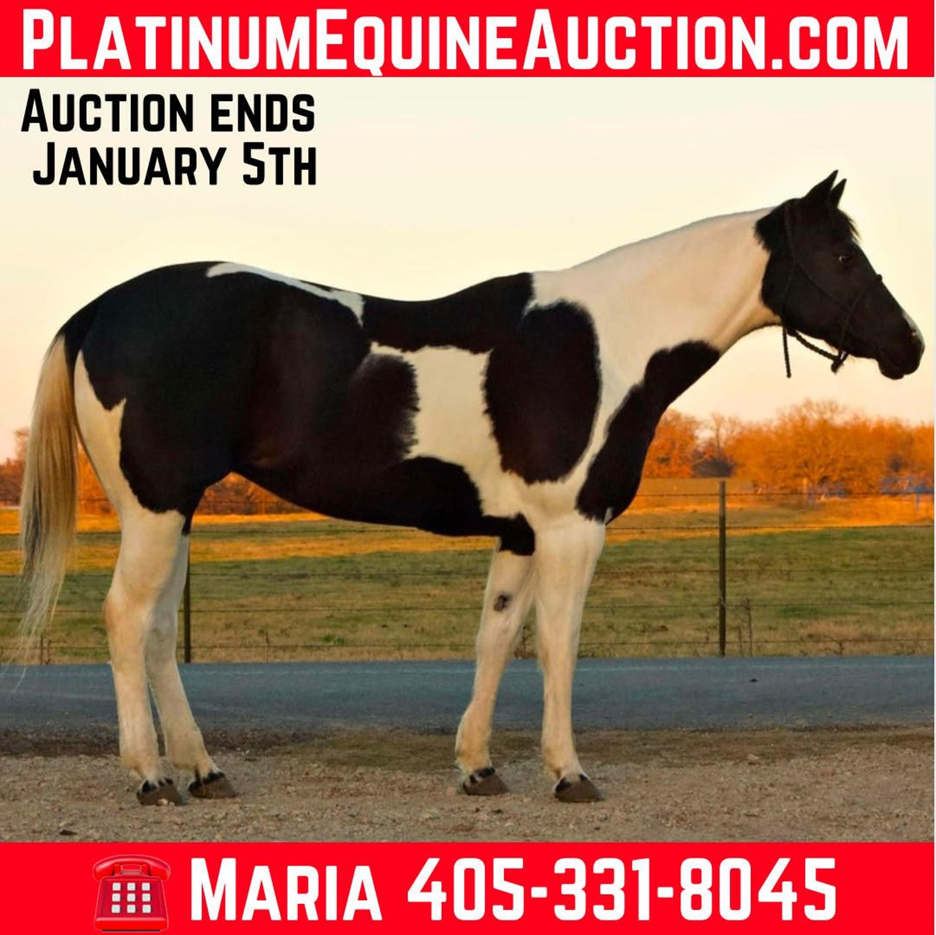 Paint Horse Wallach 10 Jahre 157 cm Tobiano-alle-Farben in Terrell TX