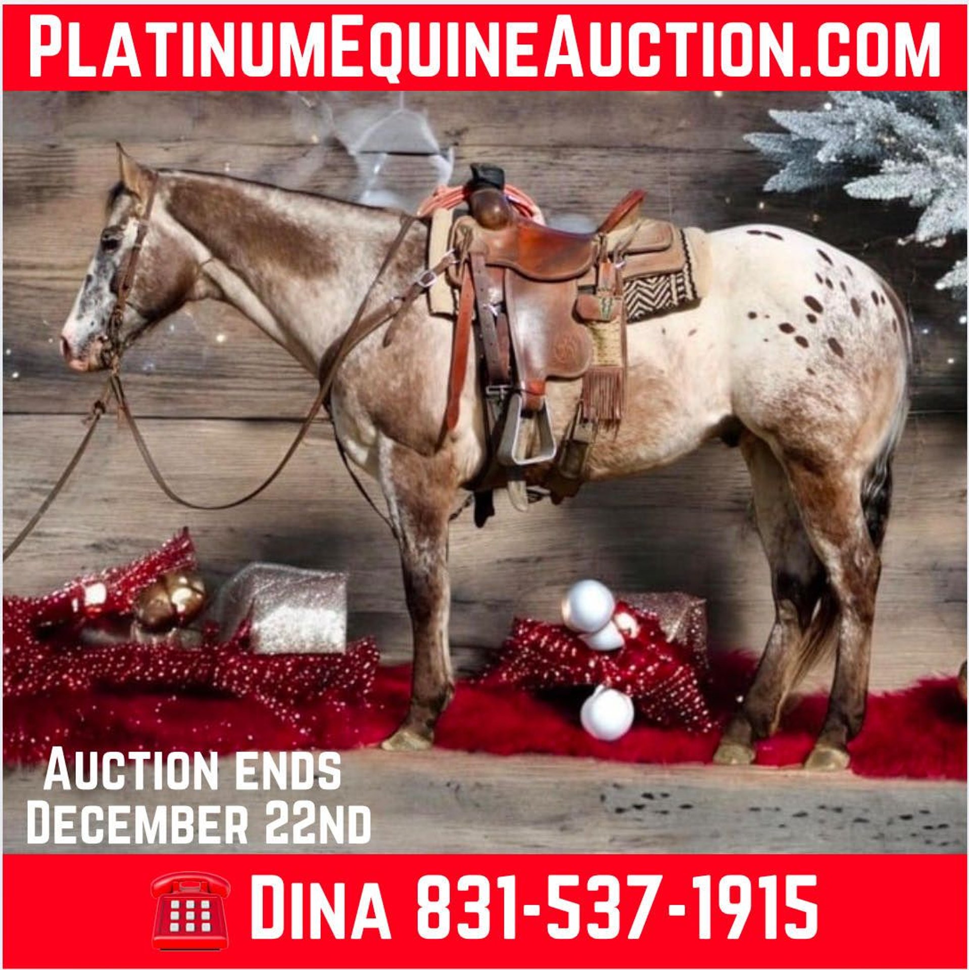 American Quarter Horse Gelding 14 years 15 hh Bay in Paicines CA