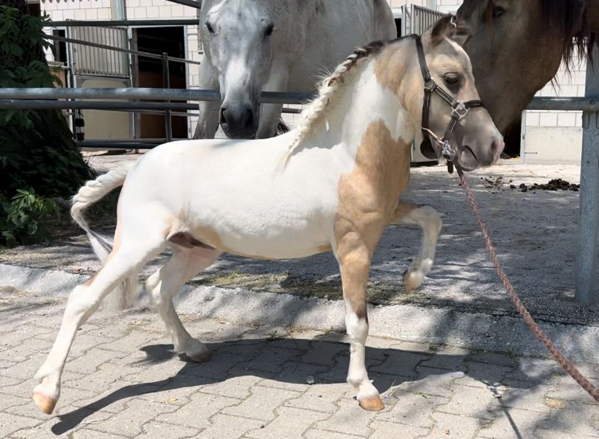 American Miniature Horse Stallion Buckskin in Fläsch