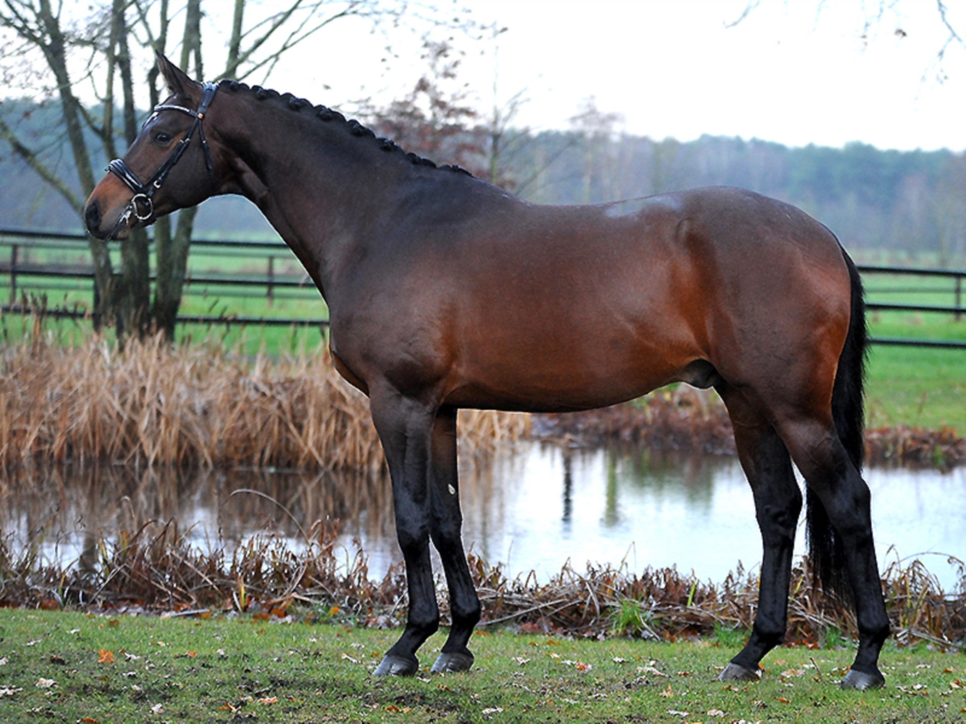 Trakehner Stallone Baio in Lastrup