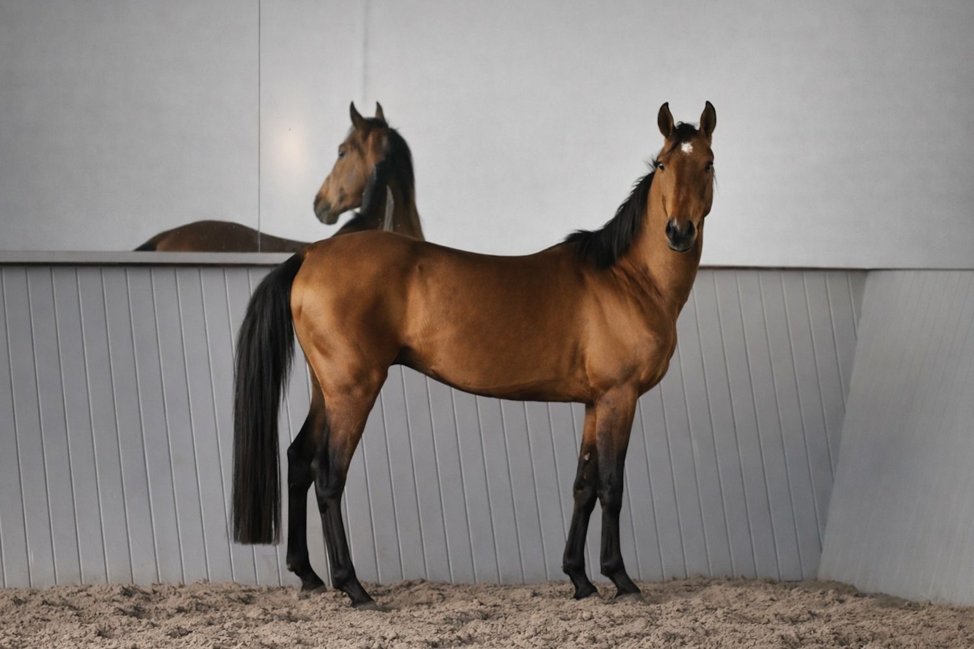 Achal-Tekkiner Hengst 4 Jahre 161 cm Brauner in Ovelgönne