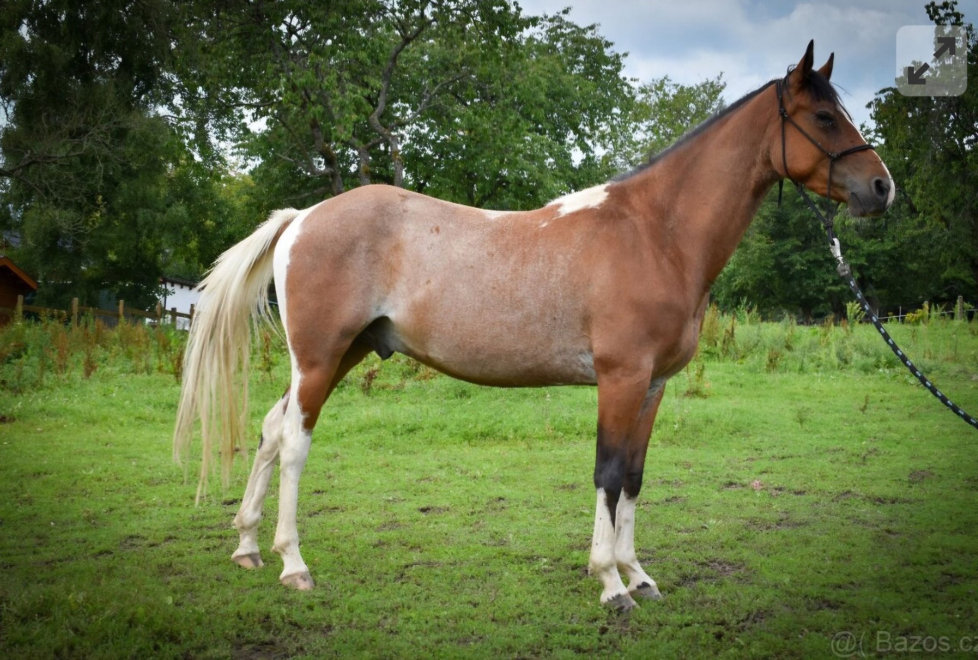 Meer ponys/kleine paarden Mix Ruin 3 Jaar 148 cm Gevlekt-paard in Zakupy