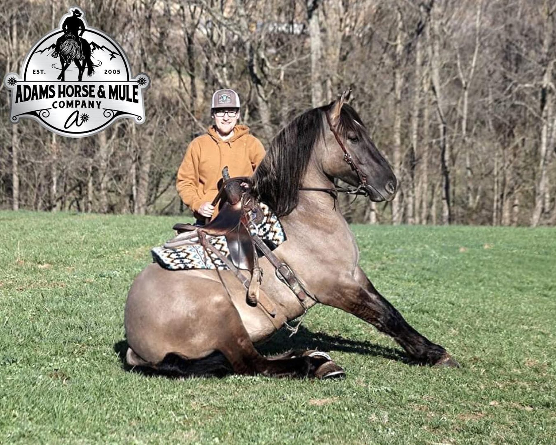 American Quarter Horse Gelding 5 years Grullo in Mount Vernon