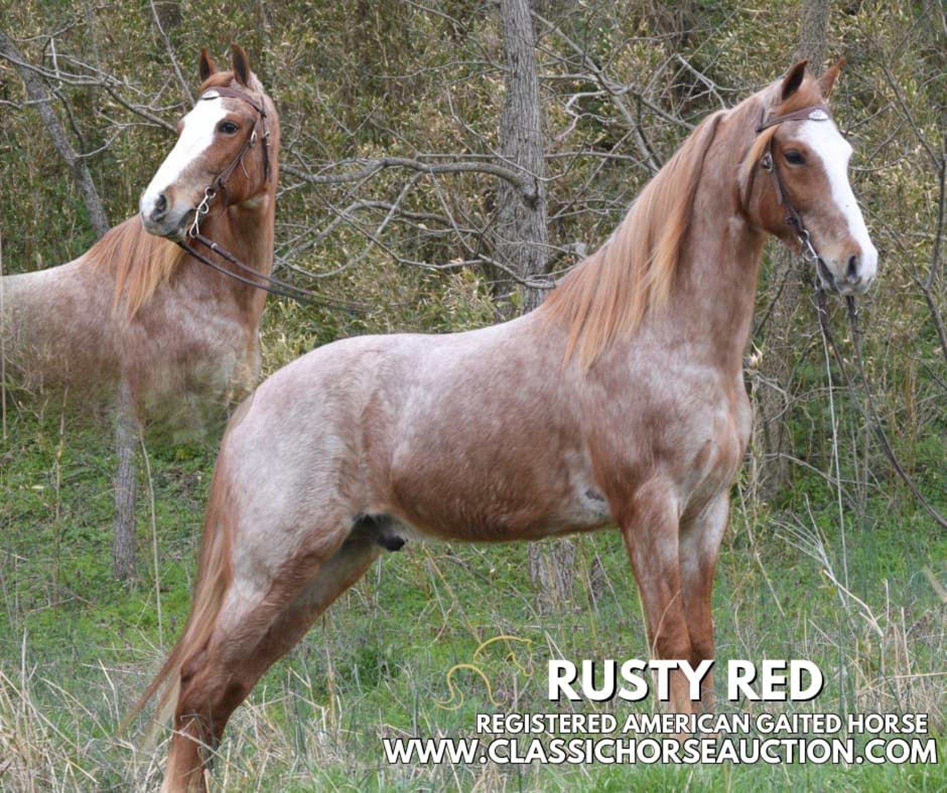 Tennessee Walking Horse Wallach 6 Jahre 152 cm Roan-Red in Hustonville, ky