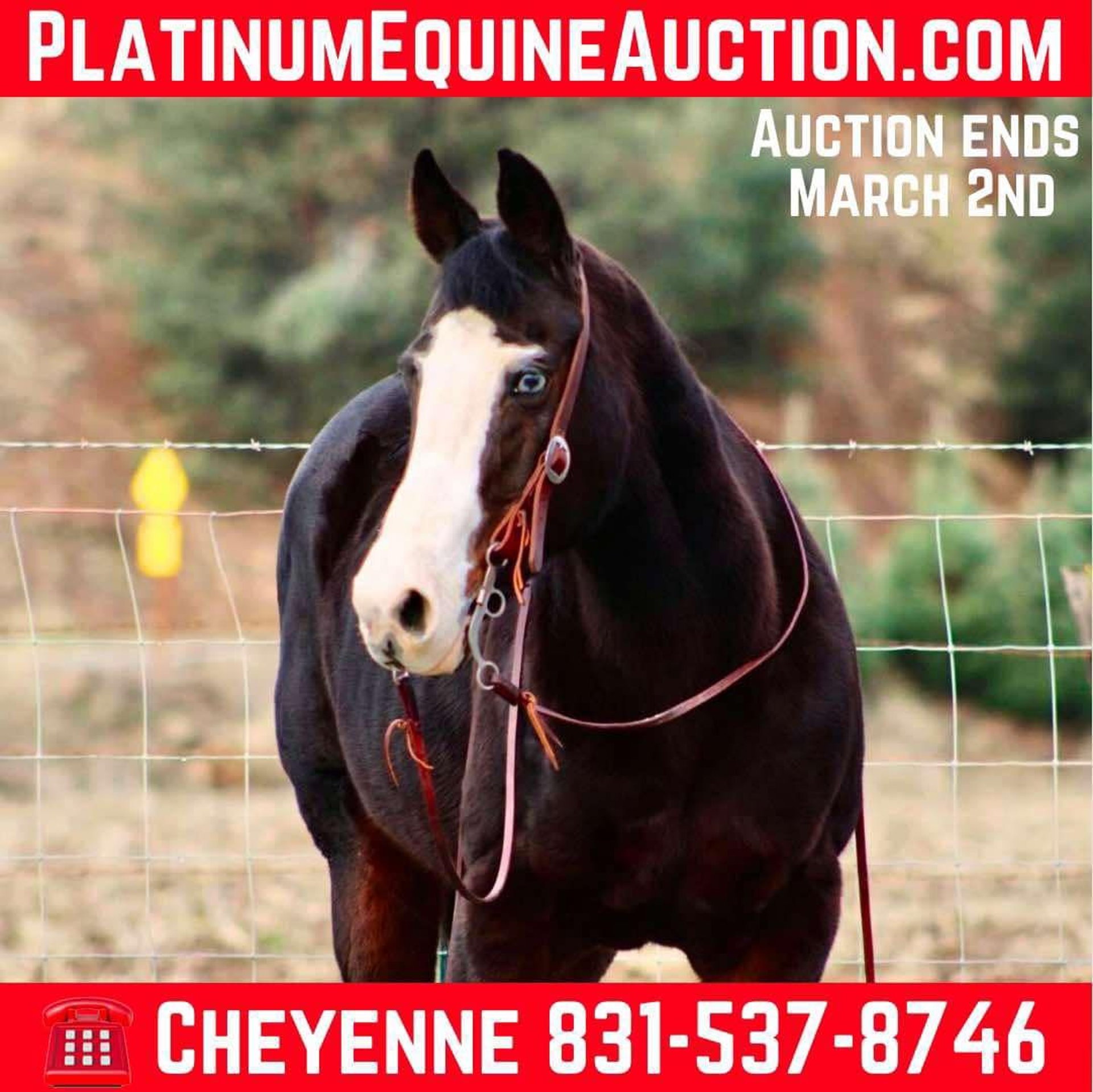 American Quarter Horse Mare 12 years 14,3 hh Black in Bitterwater CA