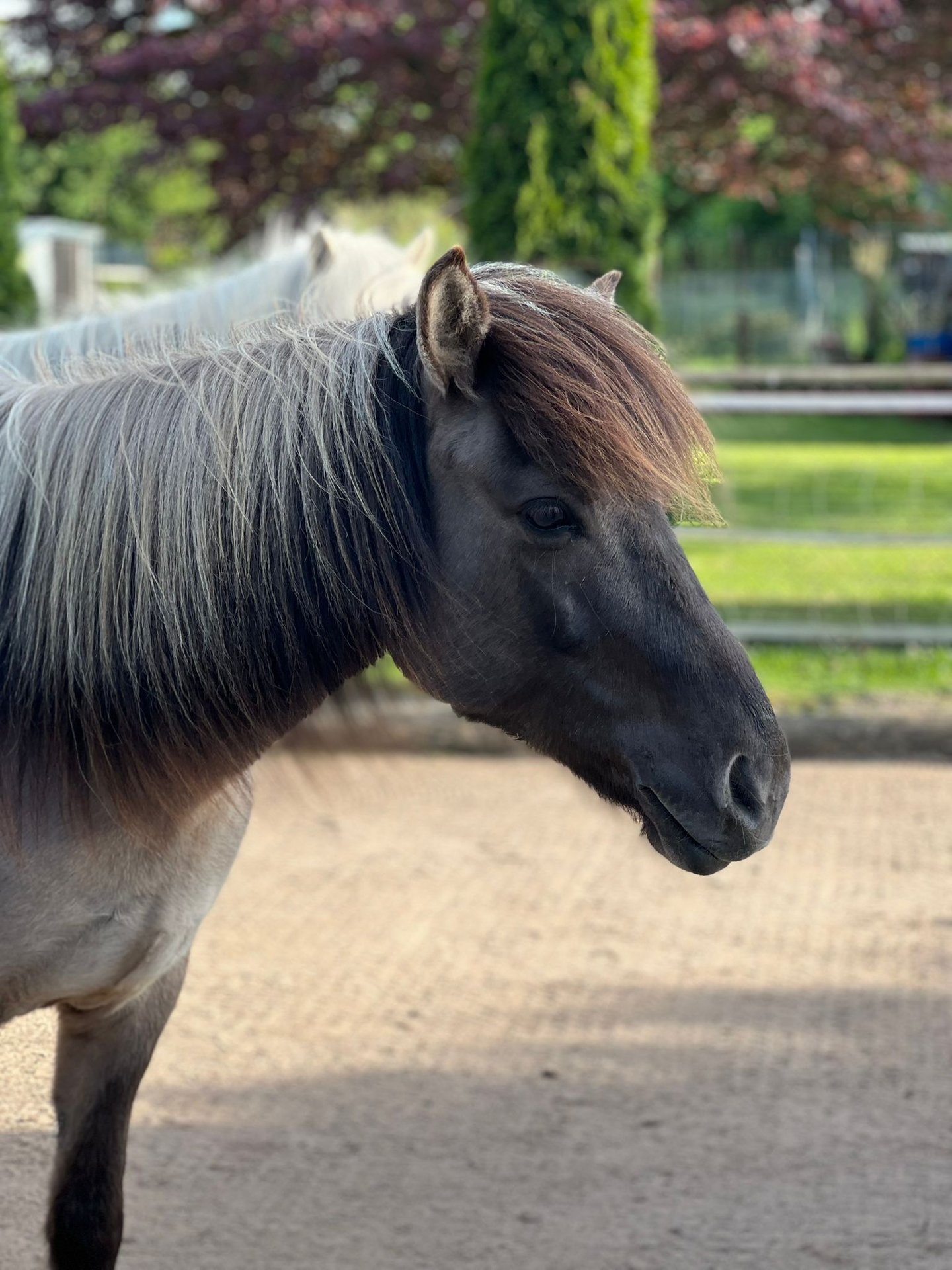 Islandpferd Stute 9 Jahre 133 cm Falbe in Hessisch Oldendorf