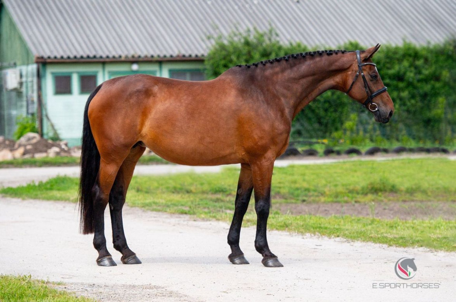 Holsteiner Stute 11 Jahre 177 cm Brauner in BUDAPEST