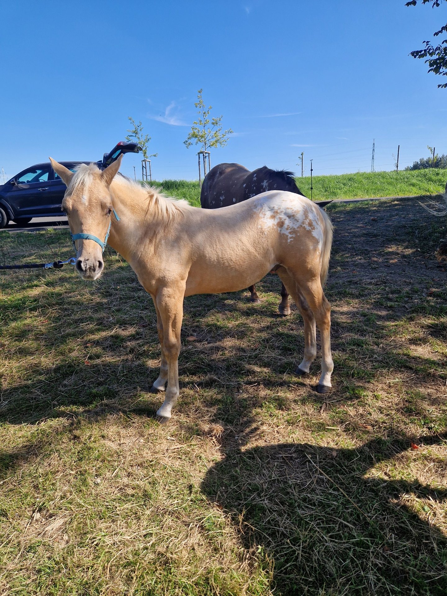 Appaloosa Hengst Veulen (04/2025) Palomino in Sokolov