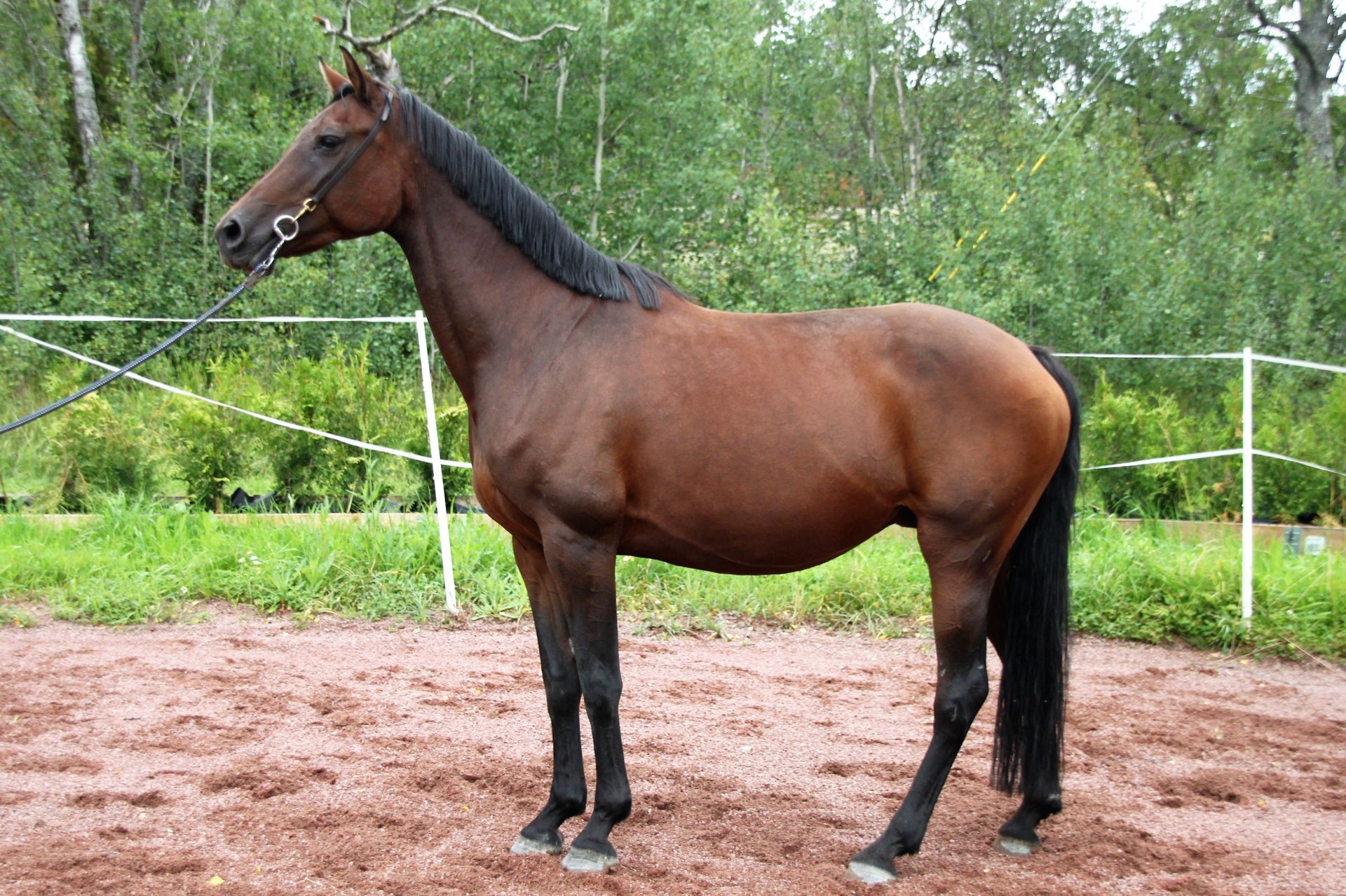 Holsteiner Stute 10 Jahre 160 cm Brauner in GROTE BROGEL