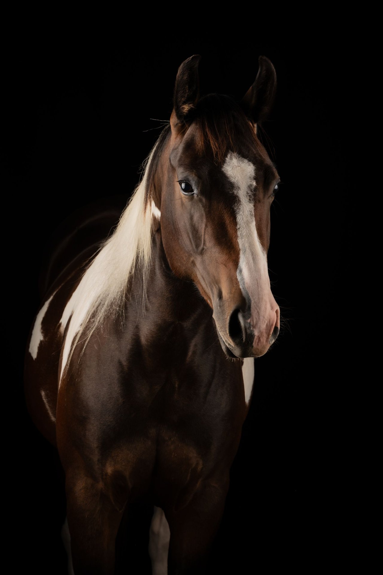 American Paint Horse Mare 2 years 15,1 hh Tobiano-all-colors in ...