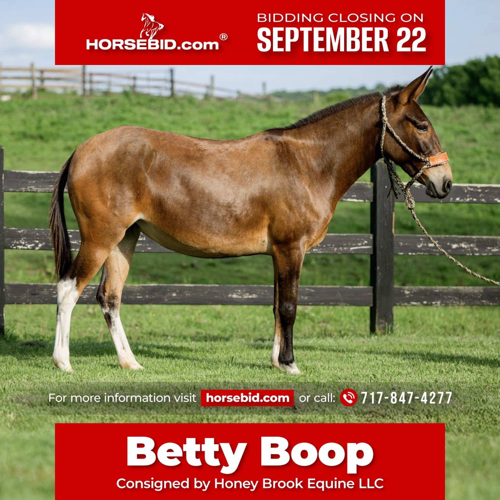 Mule Mare 7 years 13,2 hh Bay in Honey Brook