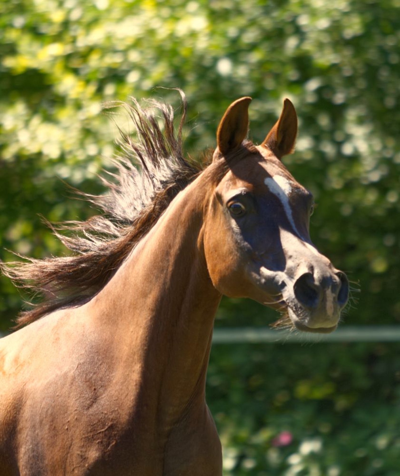 Asil Arabian Mare 15 years Chestnut in Hinterstoder