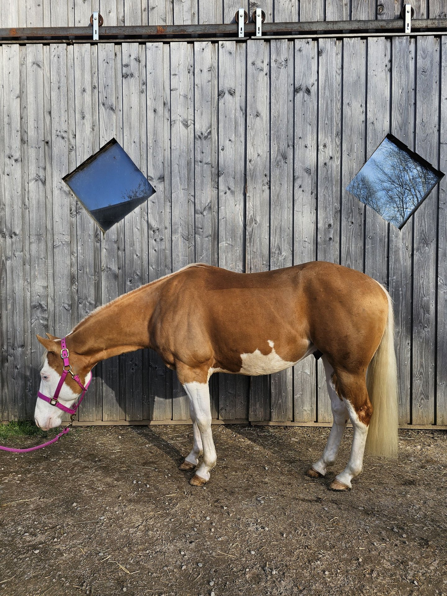 GUN IN SPARK Caballo cuarto de milla Semental Palomino in Steinen