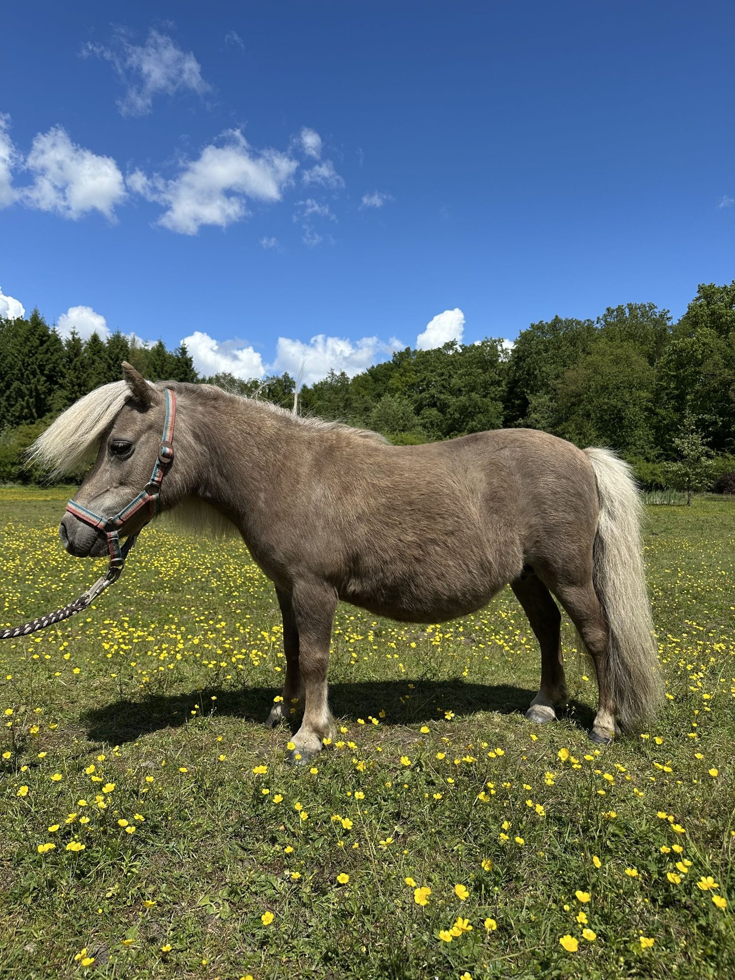 Mini poney Shetland Jument 15 Ans Palomino in Wacken