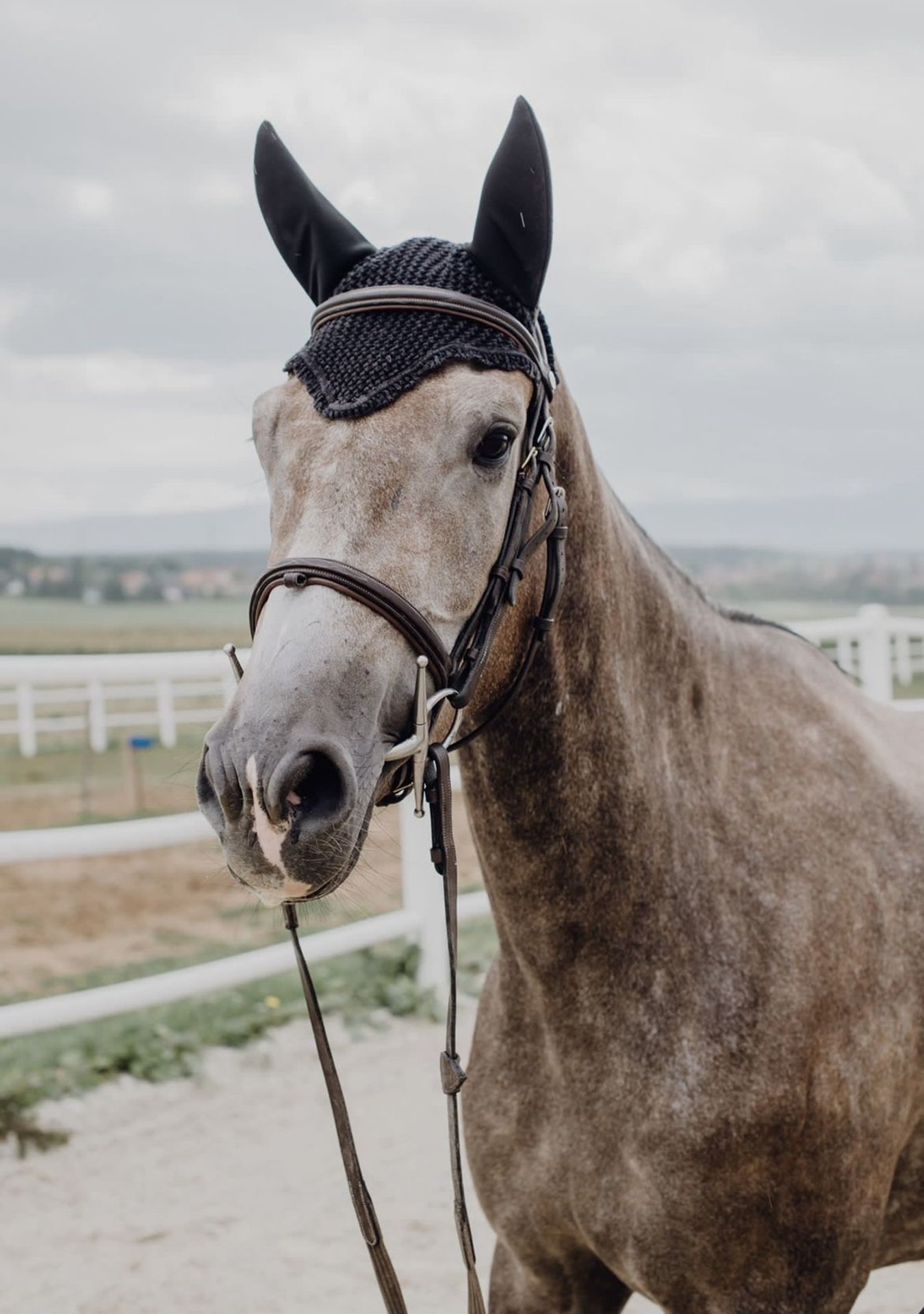 KWPN Mare 8 years 16 hh Gray-Dapple in Neunkirchen