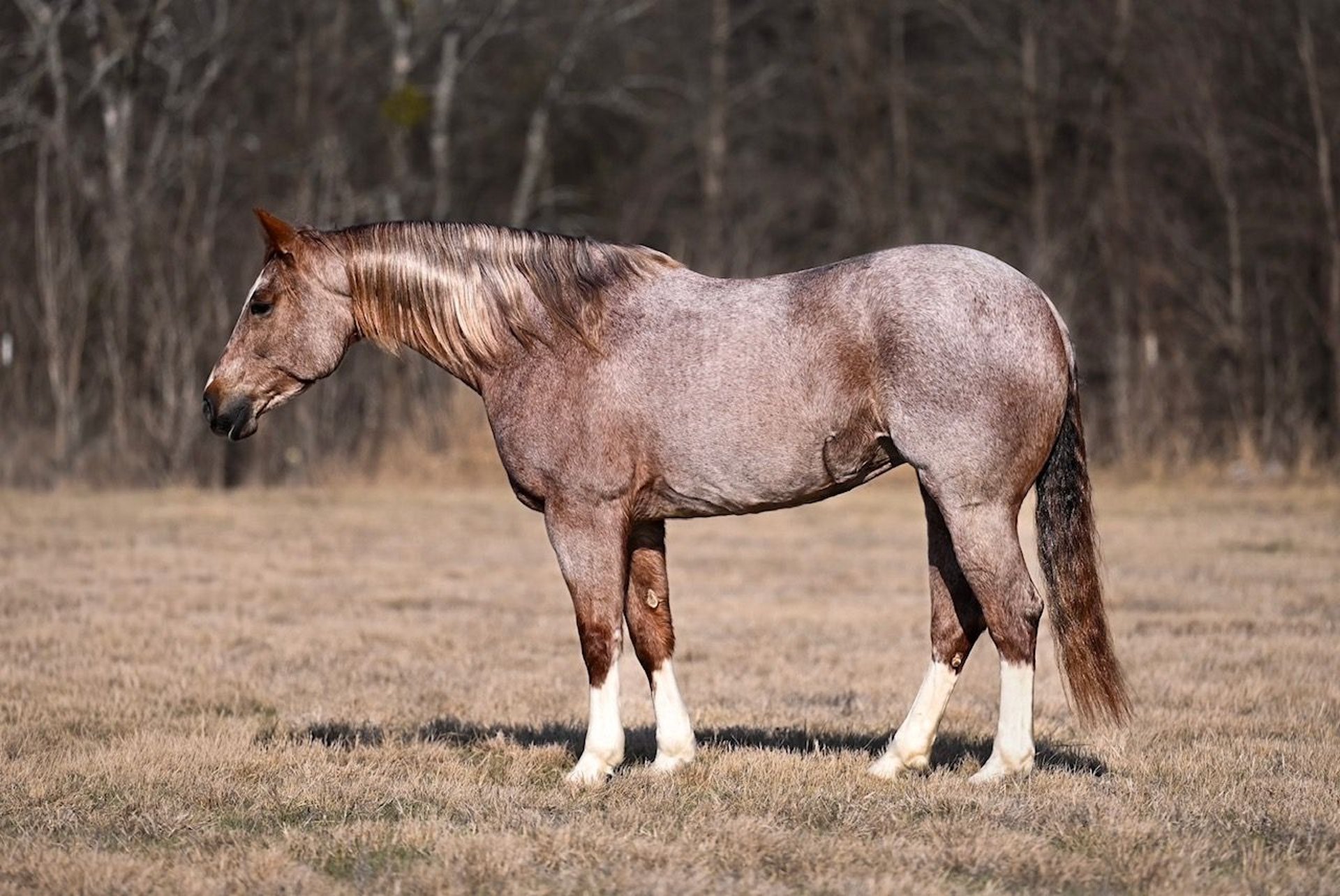 American Quarter Horse Mare 8 years 15,1 hh Roan-Red in Waco