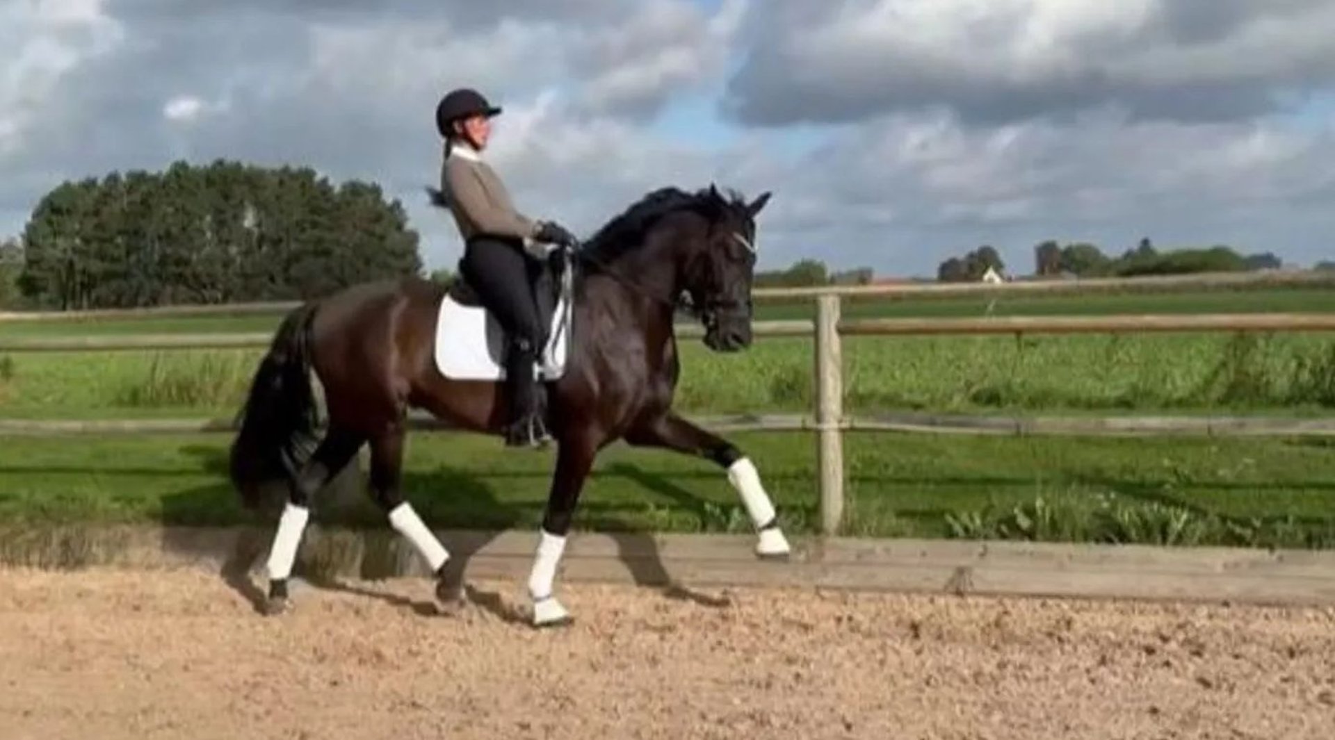 PRE Mix Wallach 6 Jahre 170 cm Rappe in Svinninge