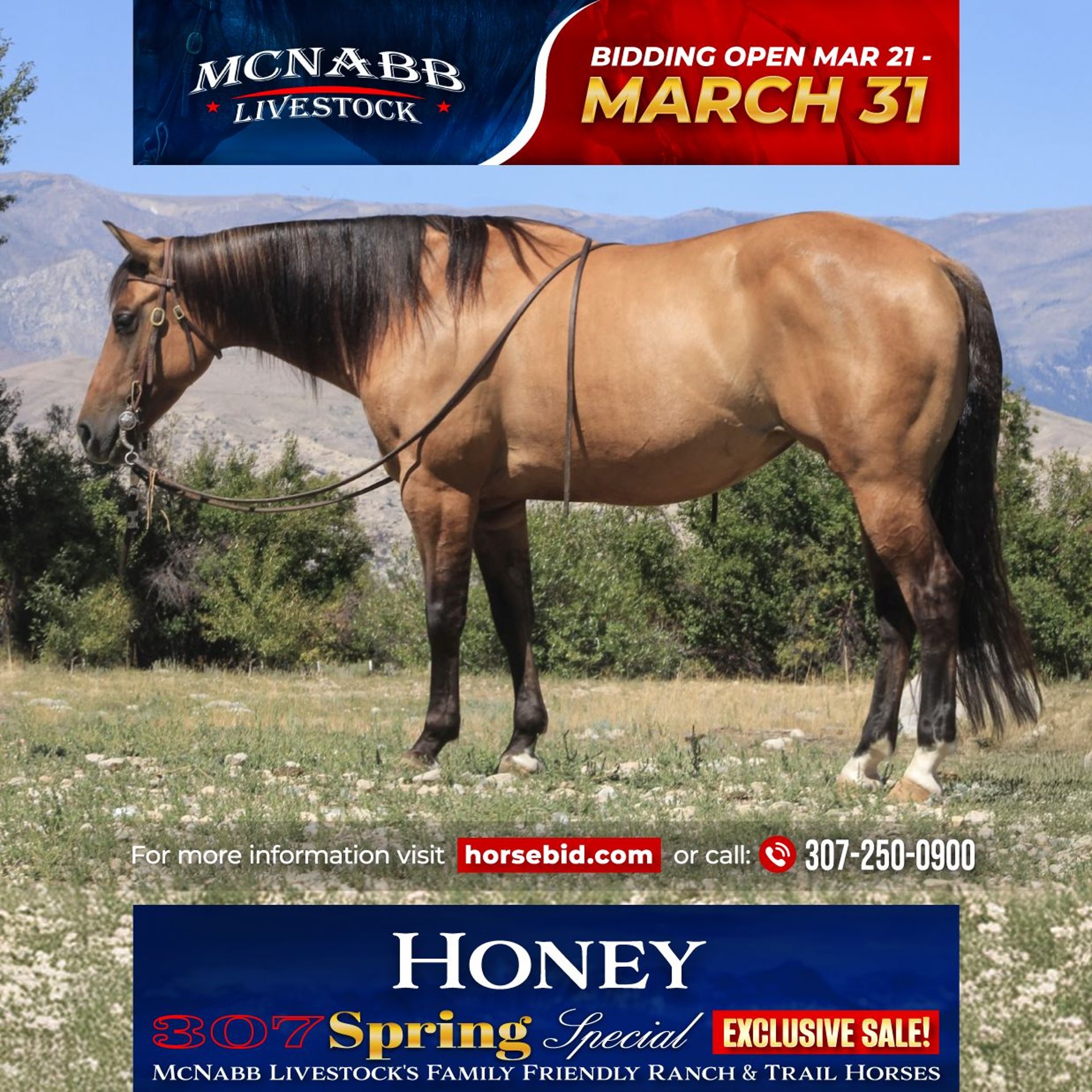 American Quarter Horse Mare 7 years 14,2 hh Dun in Cody, WY