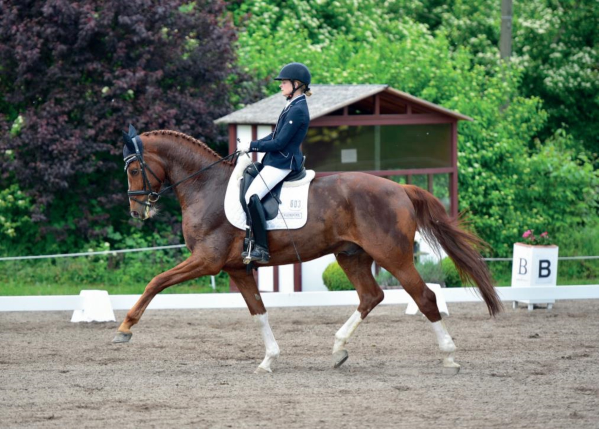 Caballo de deporte alemán Semental Alazán in Umpfenbach