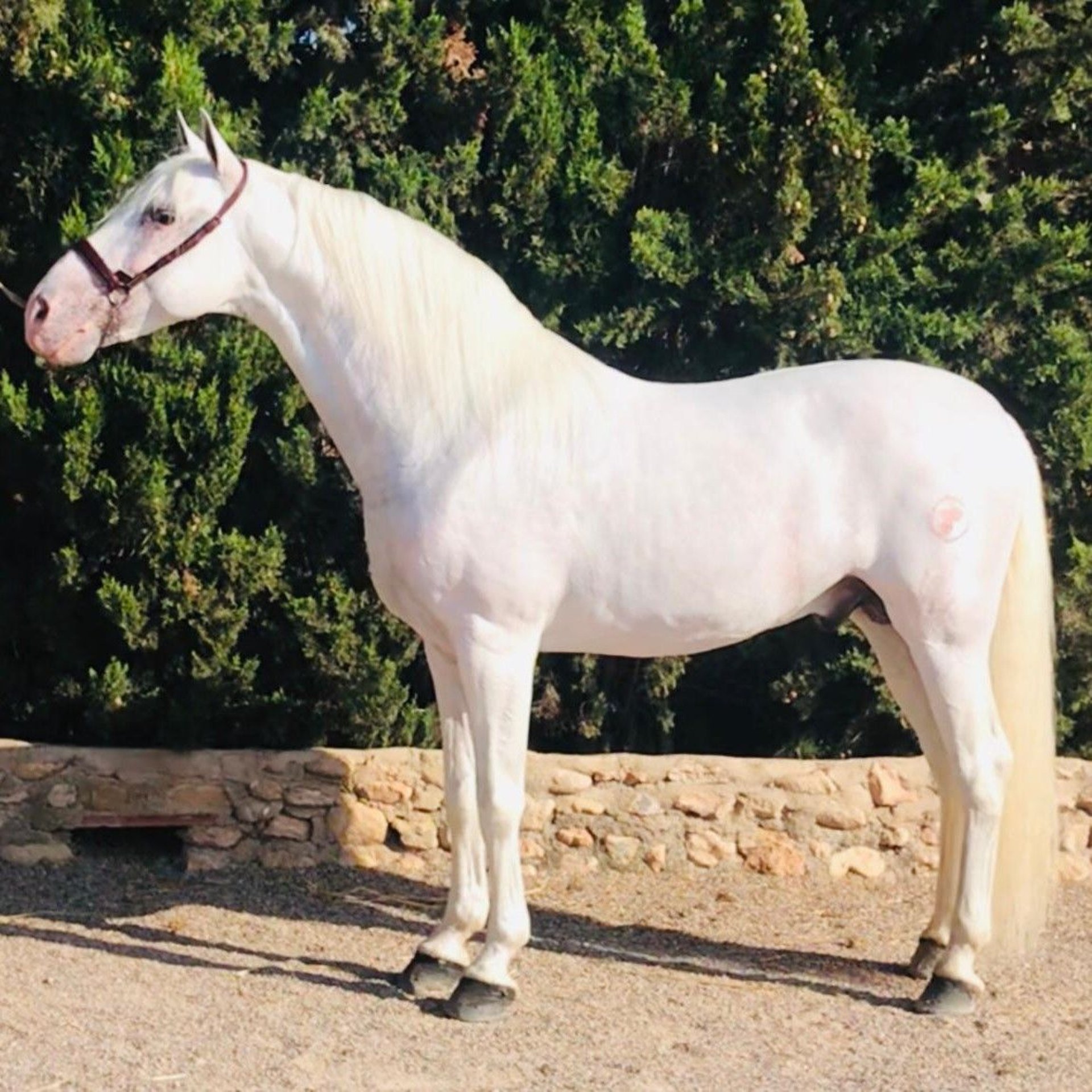PRE Mix Stallion 12 years 16 hh Gray in Alicante