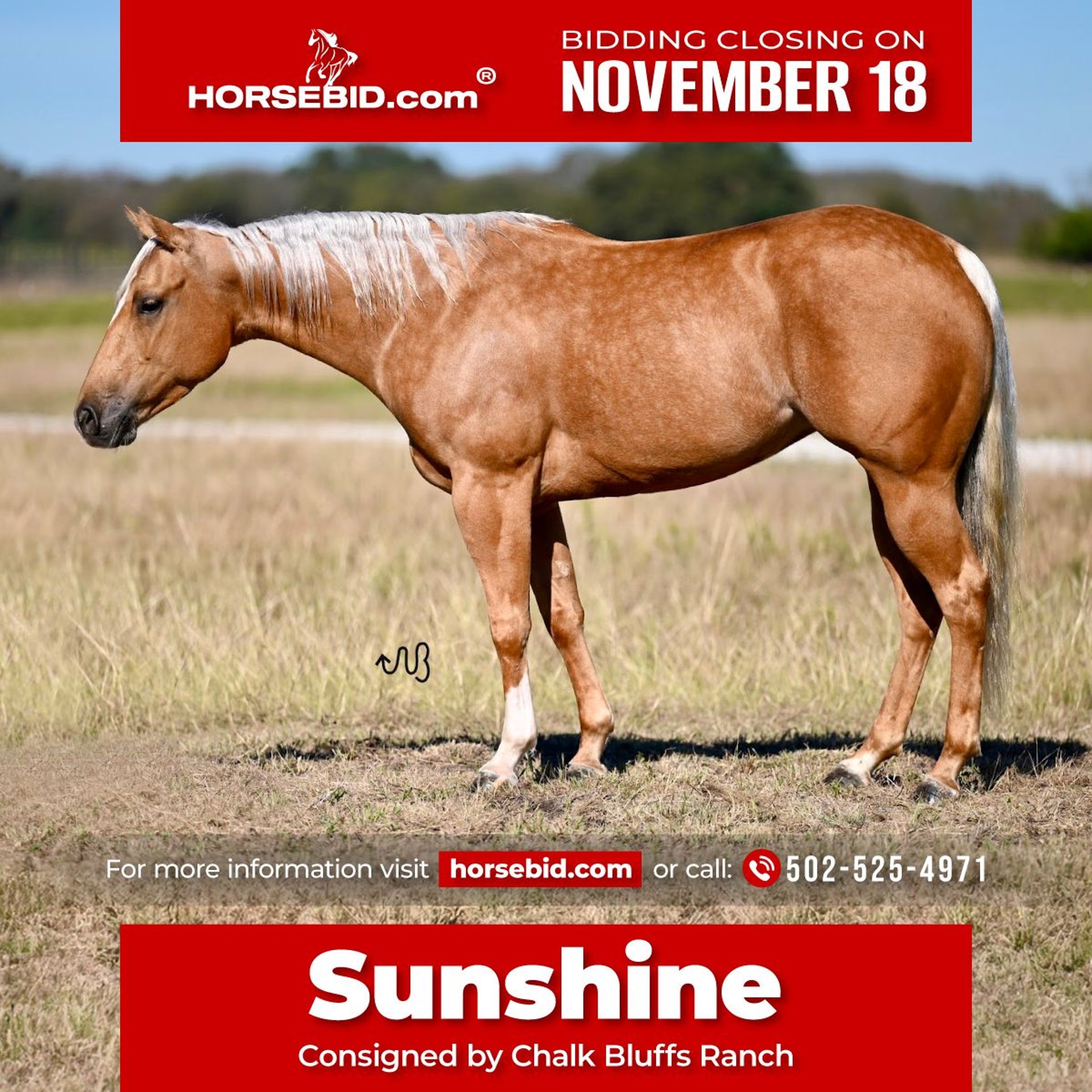 American Quarter Horse Stute 6 Jahre 147 cm Palomino in Waco