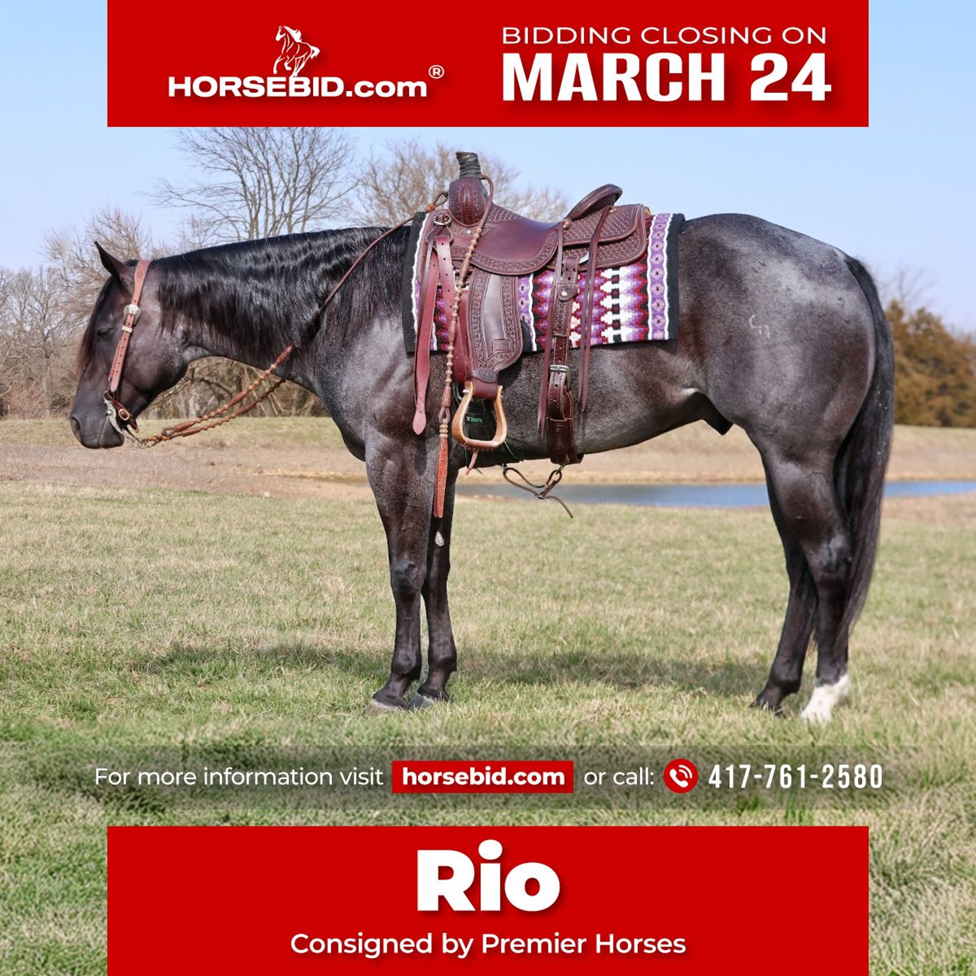 Caballo cuarto de milla Caballo castrado 4 años 155 cm Ruano azulado in ...