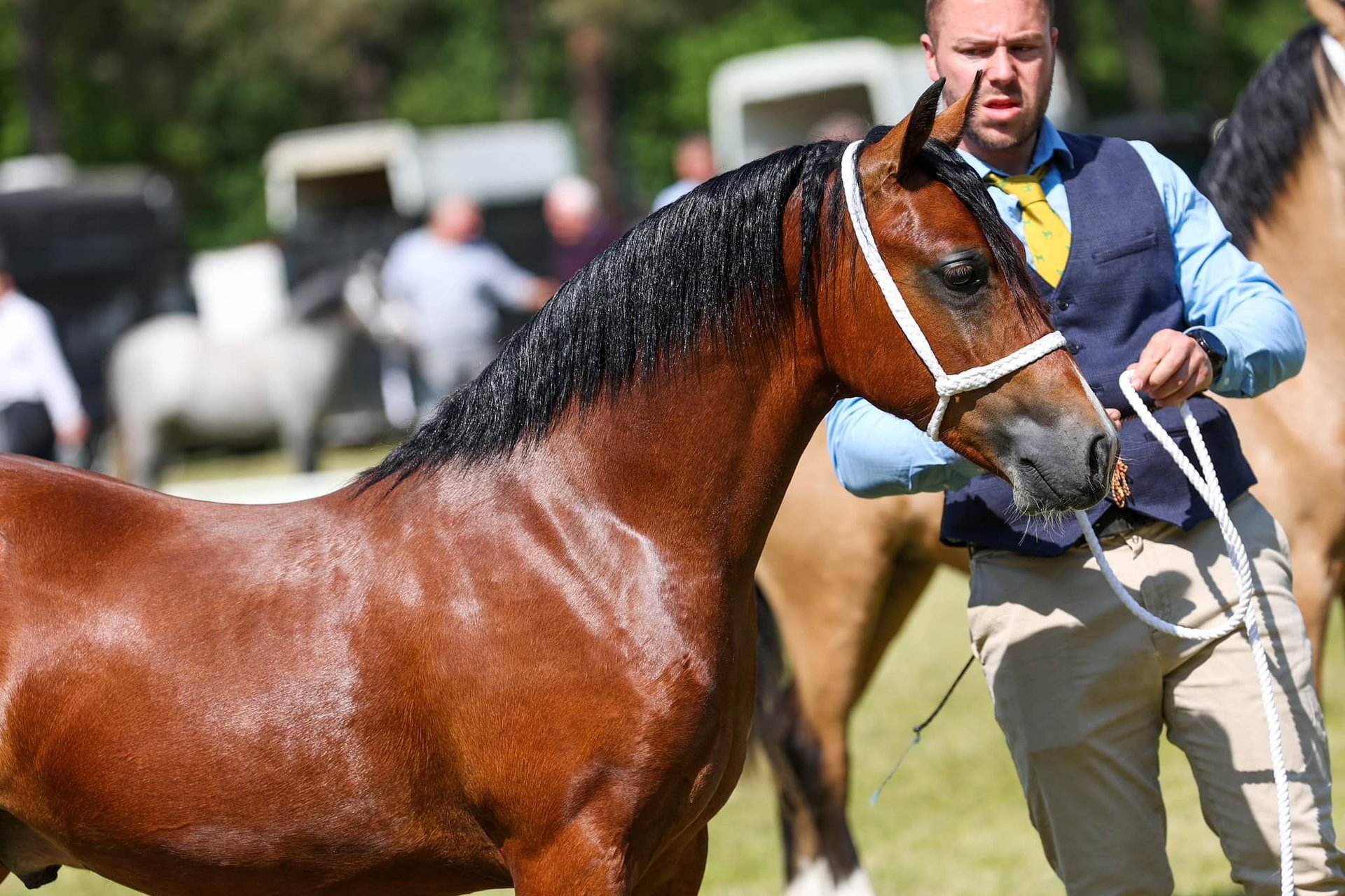 Welsh-C Hengst 3 Jahre 136 cm Brauner in Maldegem