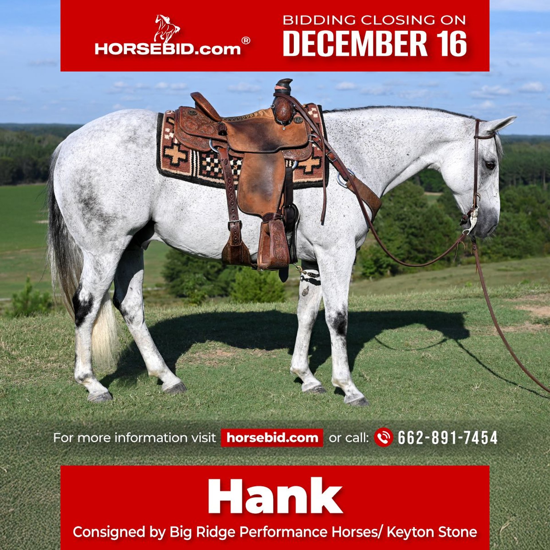 American Quarter Horse Gelding 13 years 15 hh Gray in Baldwyn