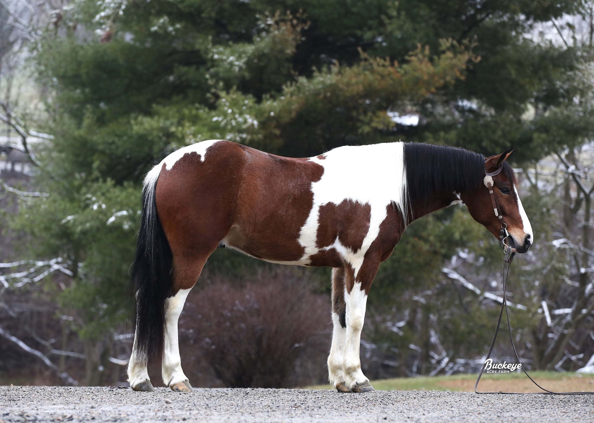 Draft Horse Mix Gelding 5 years 14,2 hh Tobiano-all-colors in Millersburg