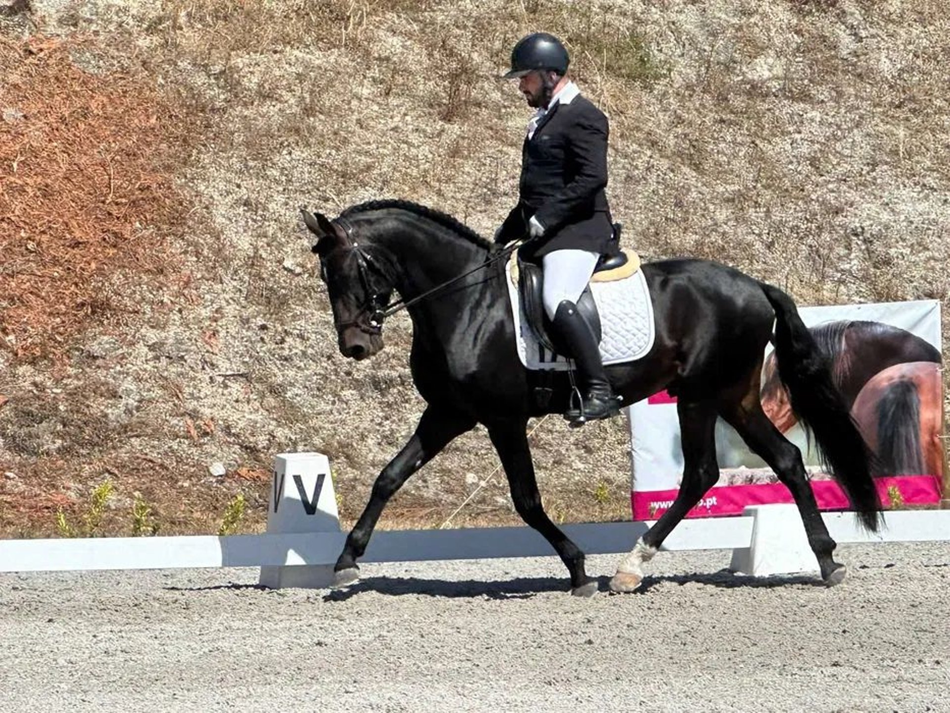 Lusitanohäst Hingst 5 år 161 cm Brun in Santo Tirso