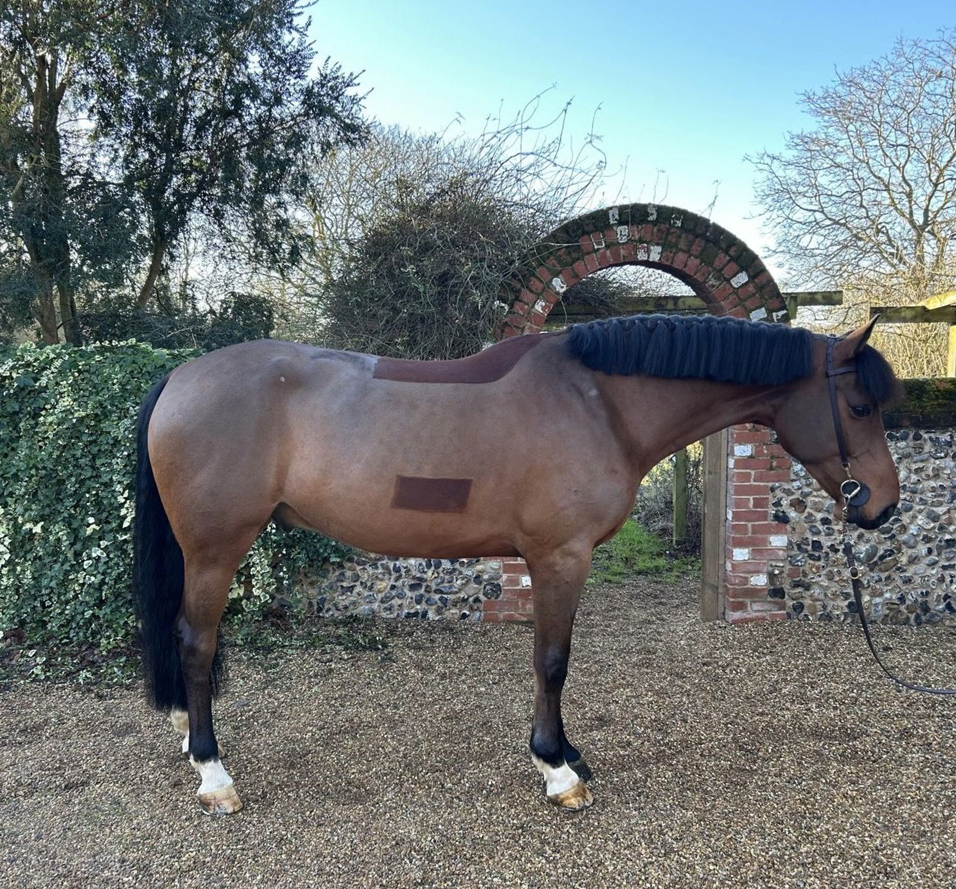 Irish Sport Horse Gelding 8 years 17 hh Bay in Walsham Le Willows