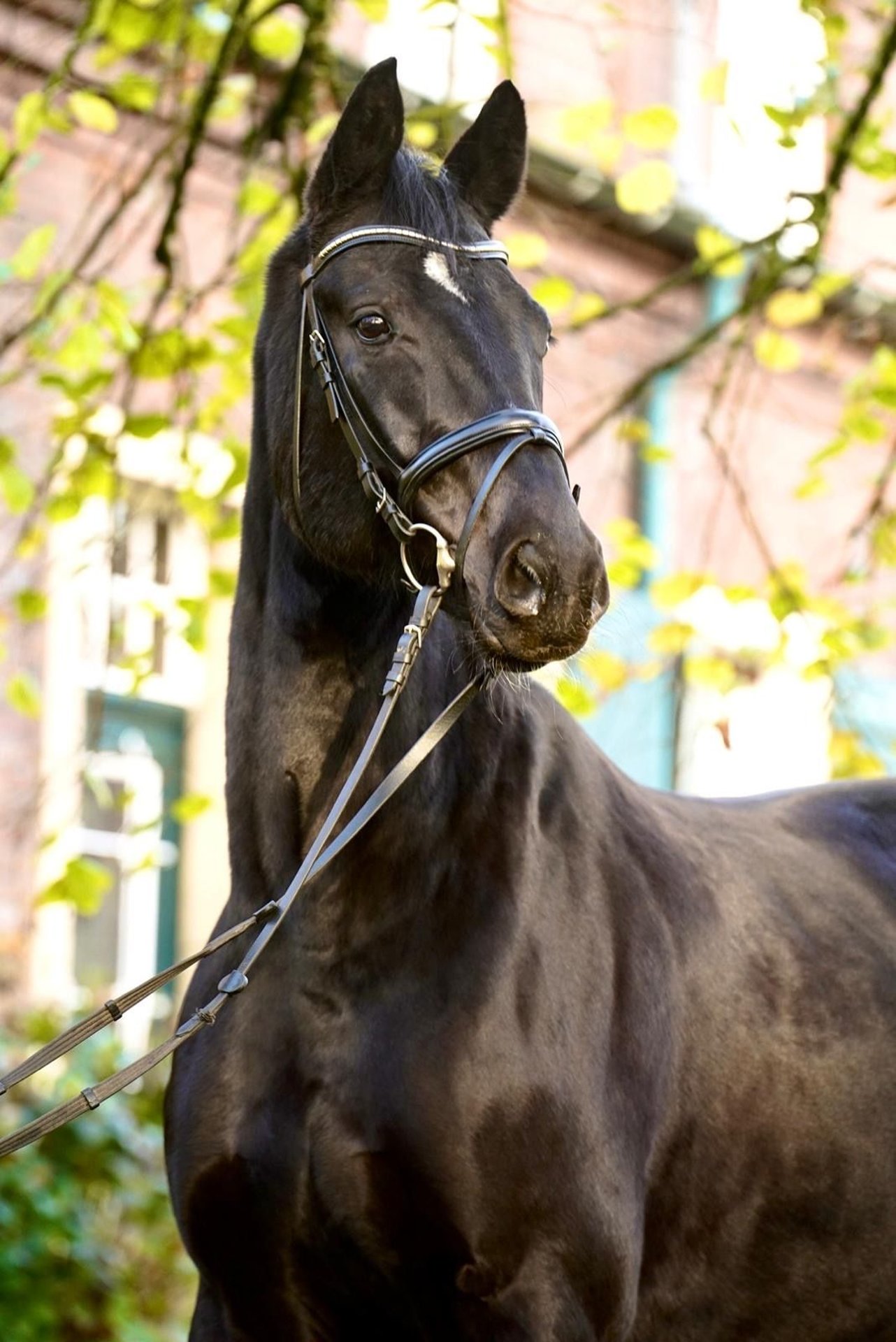 Hanoverian Gelding 7 years 16,1 hh Black in Dorsten