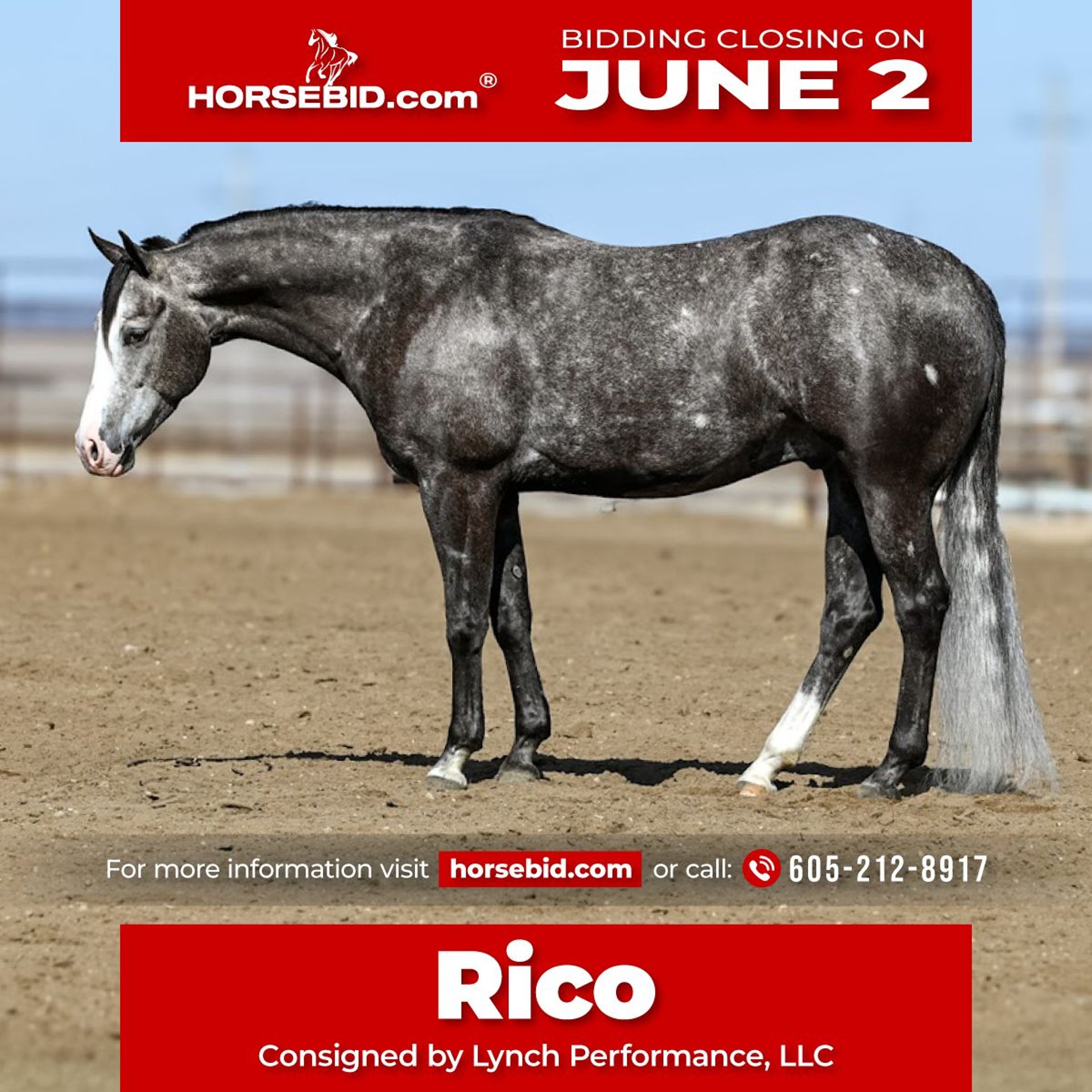 American Quarter Horse Gelding 6 years 14,3 hh Gray in Canistota, SD