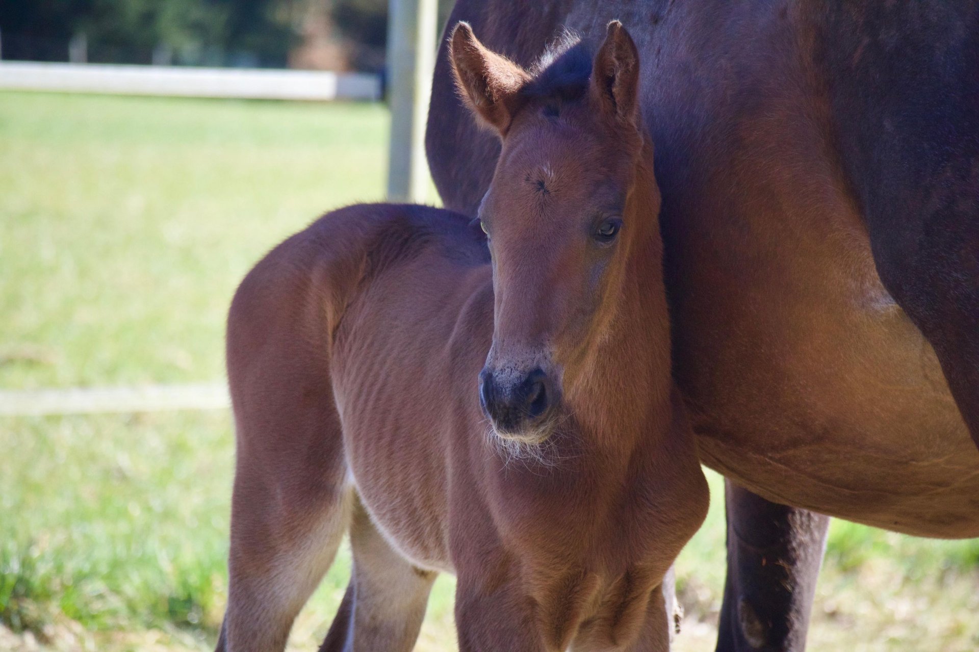 Brandenburger Warmblut Hengst 174 cm Dunkelbrauner in Jesteburg