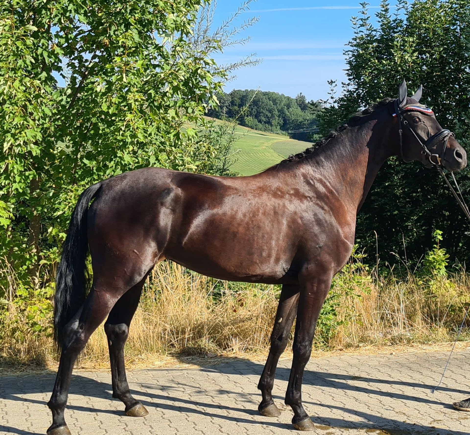 Oldenburger Stute 6 Jahre 172 cm Rappe in Sankt Wolfgang
