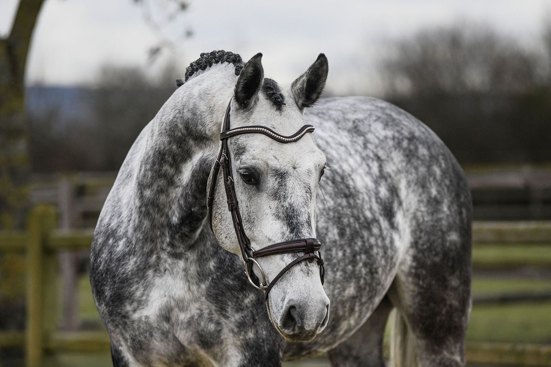 Hanoverian Gelding 6 years 16,1 hh Gray in Riedstadt