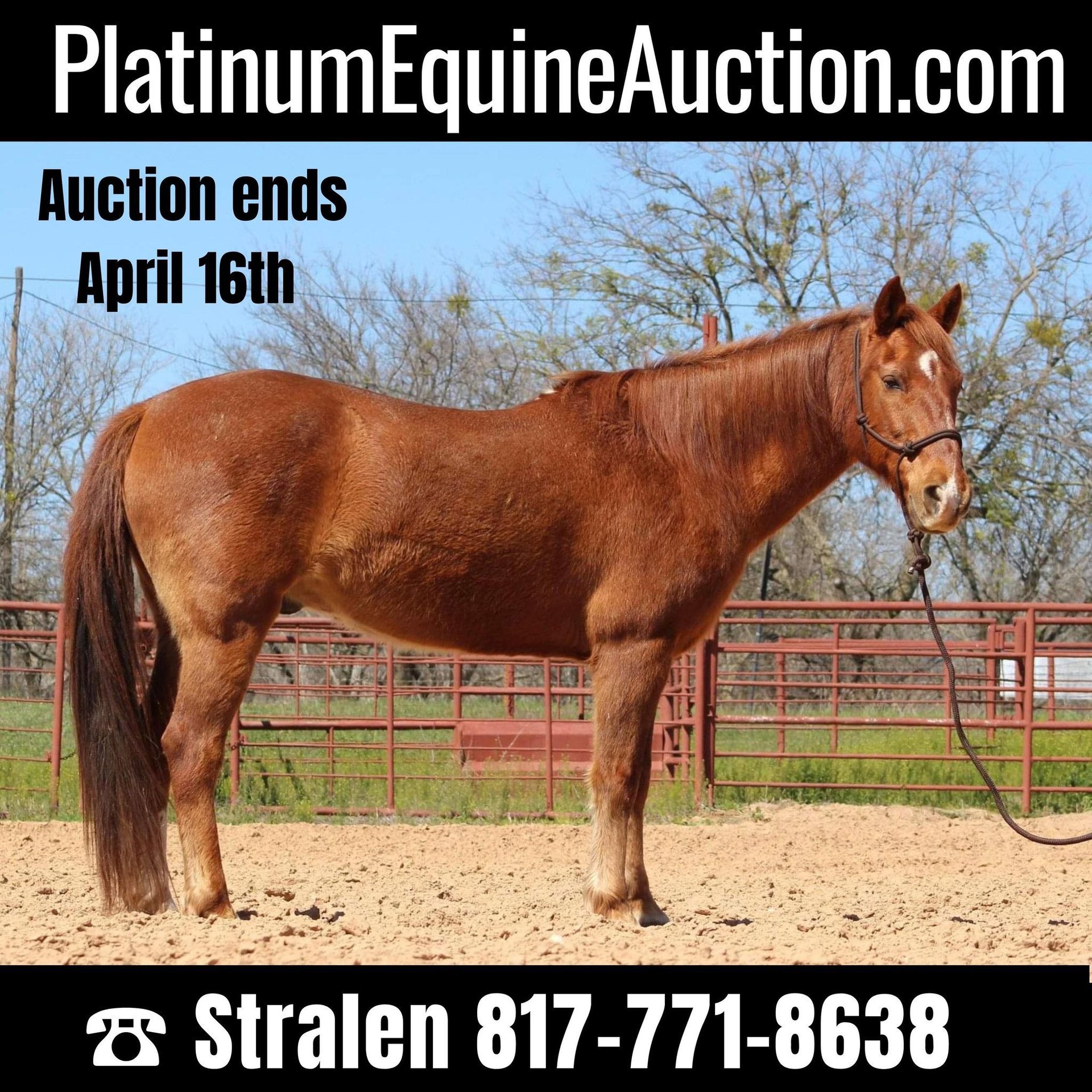 American Quarter Horse Gelding 14 years 13,2 hh Sorrel in Brownwood TX
