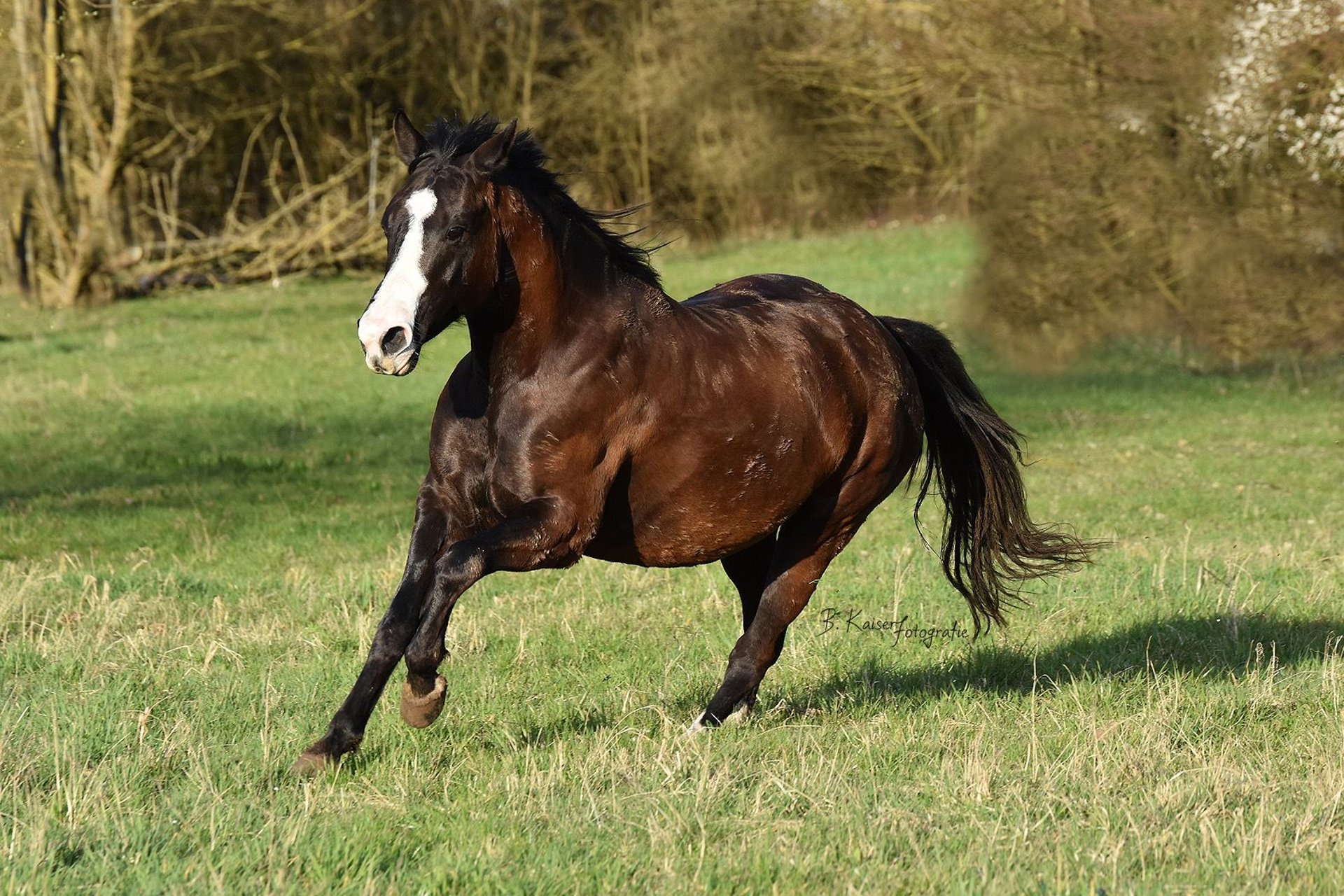 American Quarter Horse Merrie 14 Jaar 148 cm Zwartbruin in Urbach
