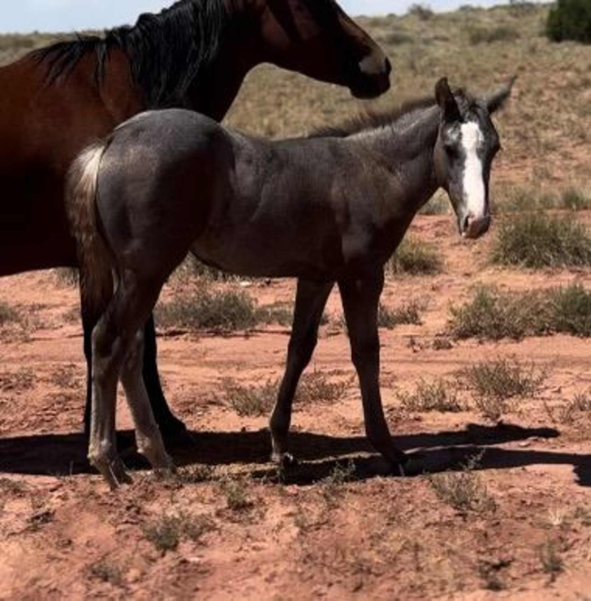 American Quarter Horse Stallion 1 year 15 hh Gray in Chambers