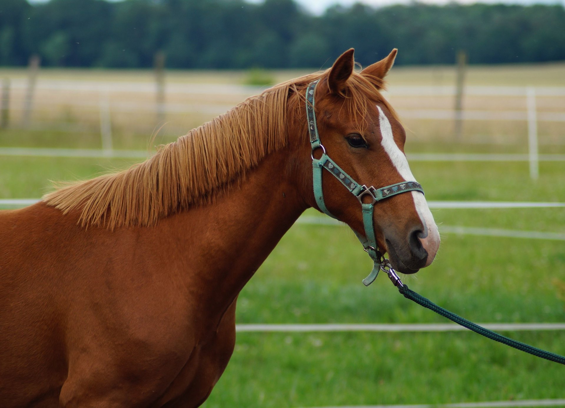 German Riding Pony Gelding 1 year Chestnut-Red in Lübz