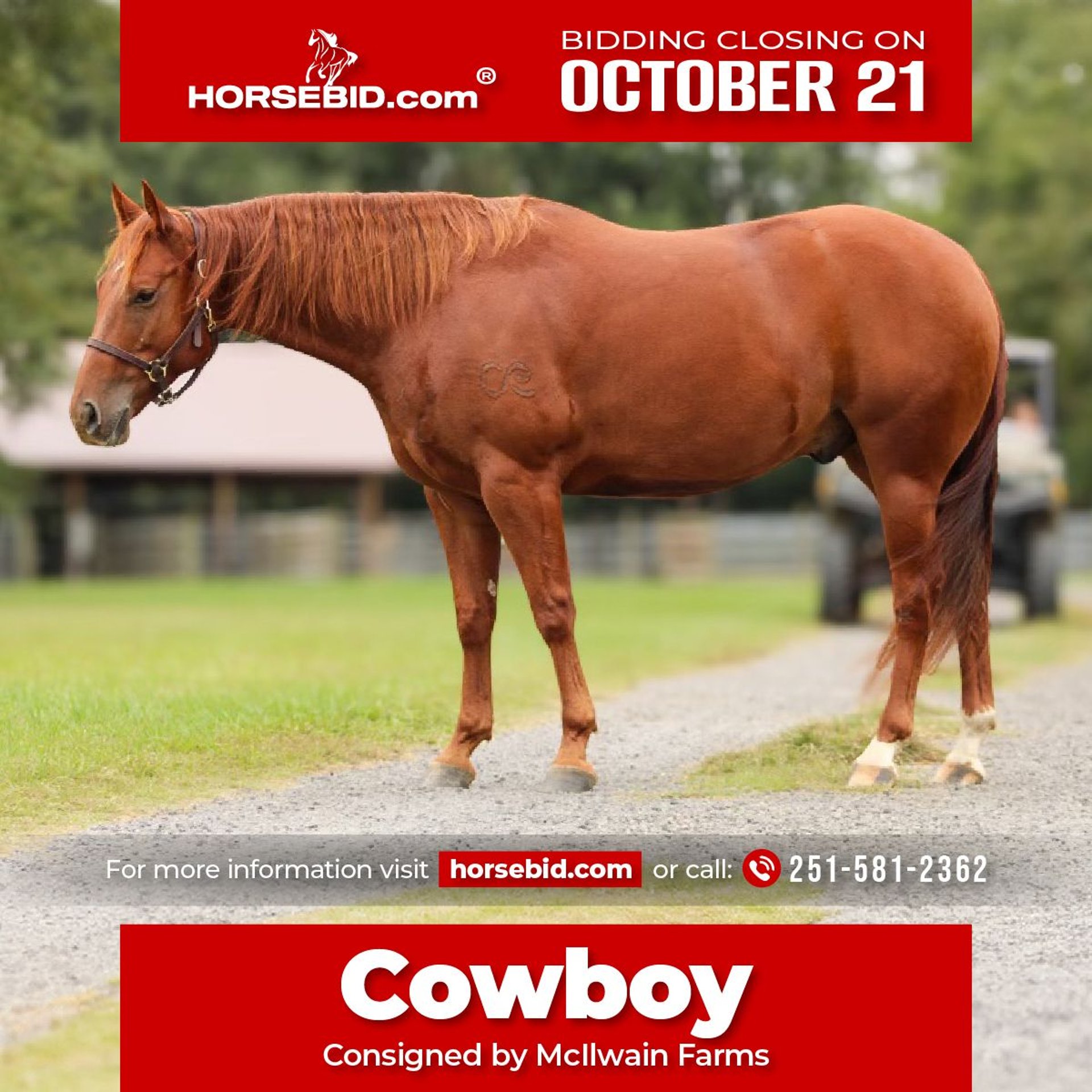 American Quarter Horse Gelding 6 years 14,3 hh Sorrel in Wilmer, AL