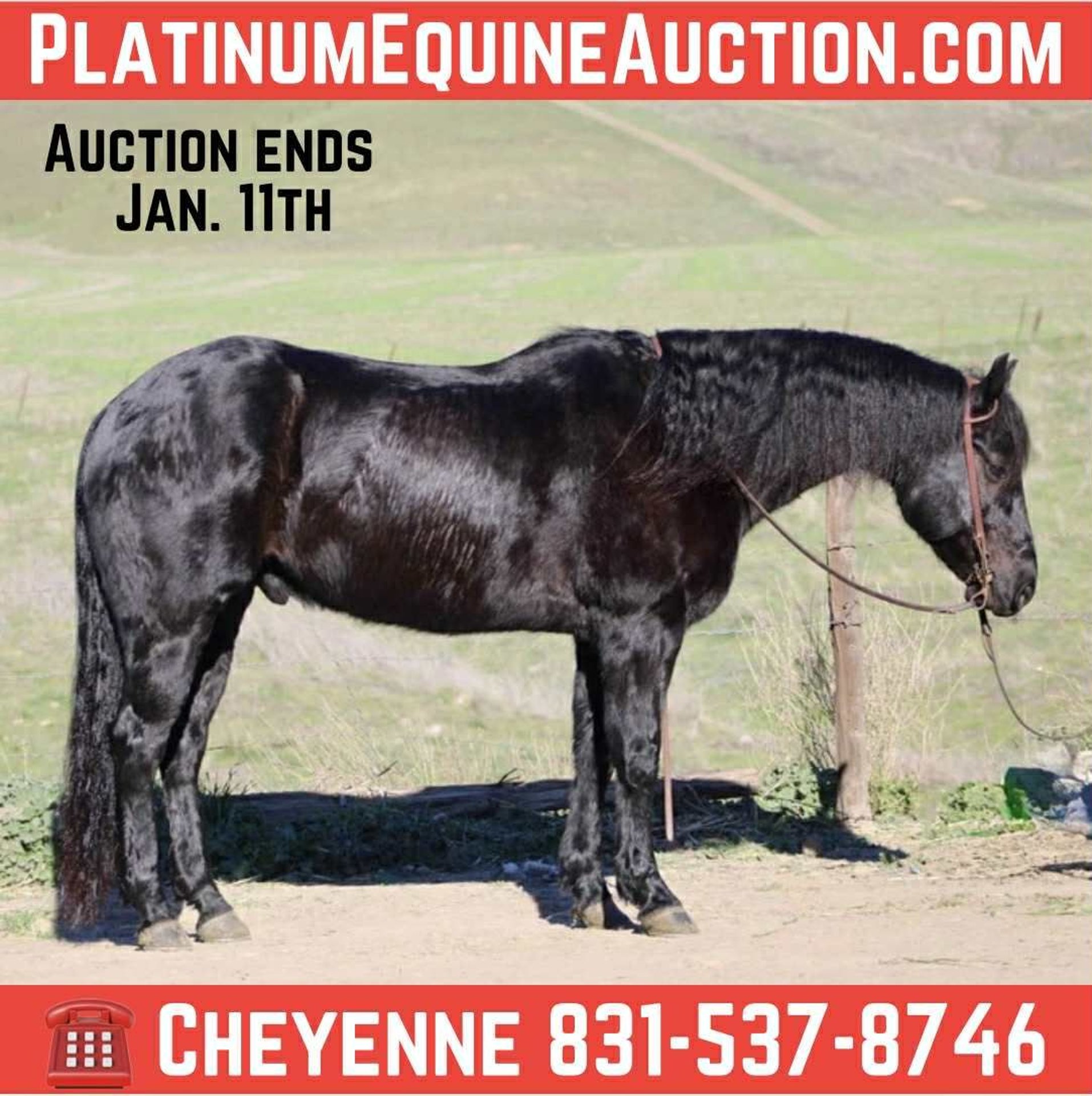 American Quarter Horse Gelding 8 years 15 hh Roan-Blue in Bitterwater CA