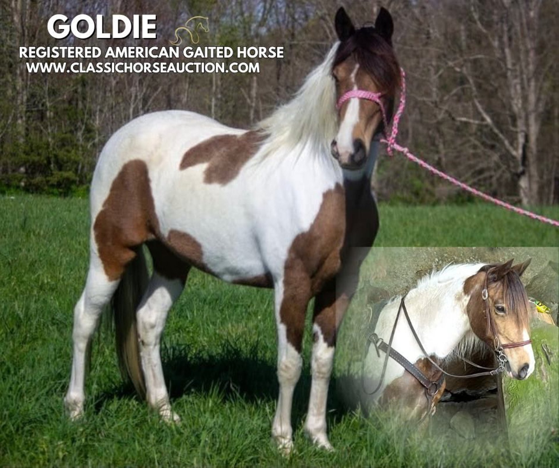 Tennessee Walking Horse Wallach 9 Jahre 142 cm Buckskin in Parkers Lake, KY