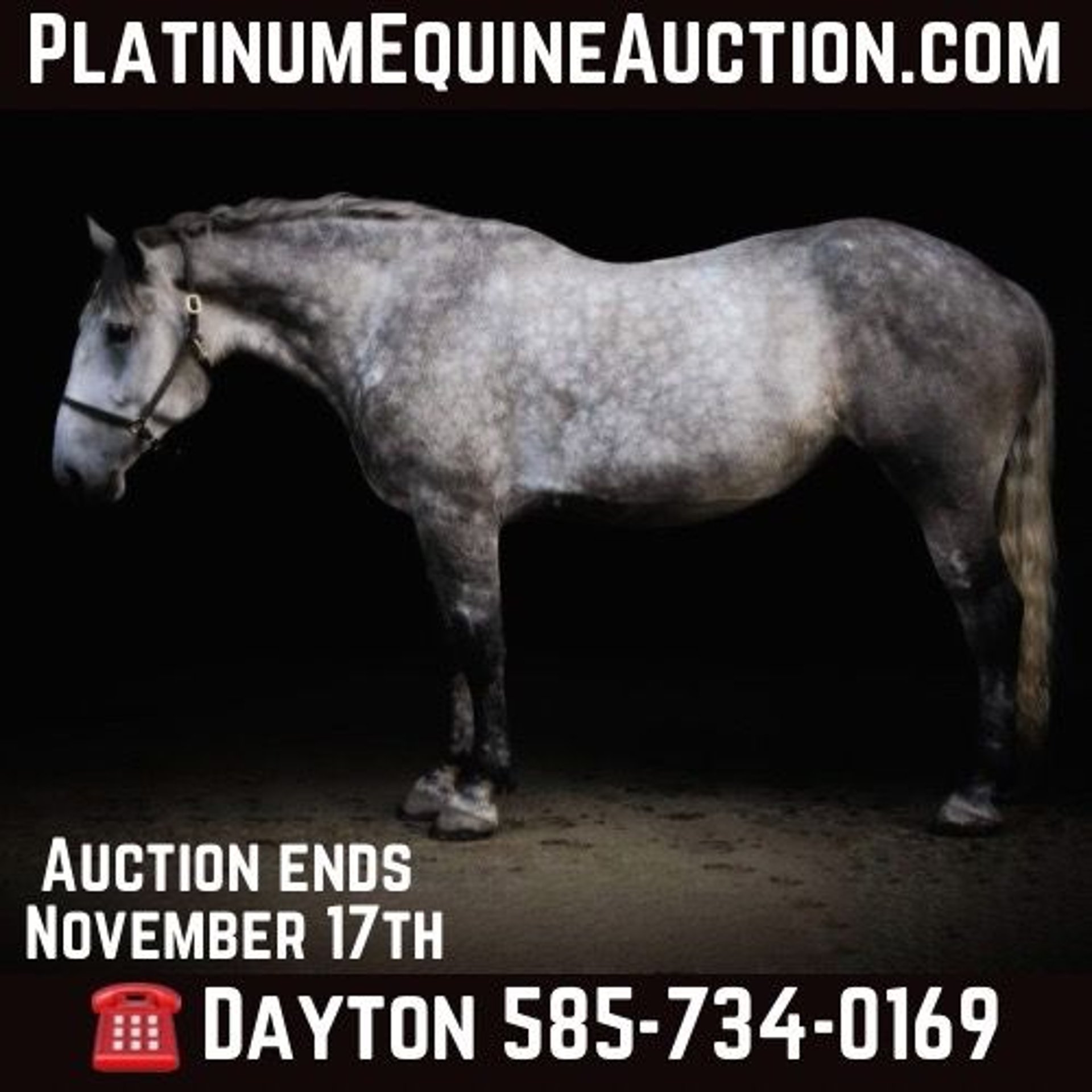 Percheron Mare 6 years Grey in Warsaw NY
