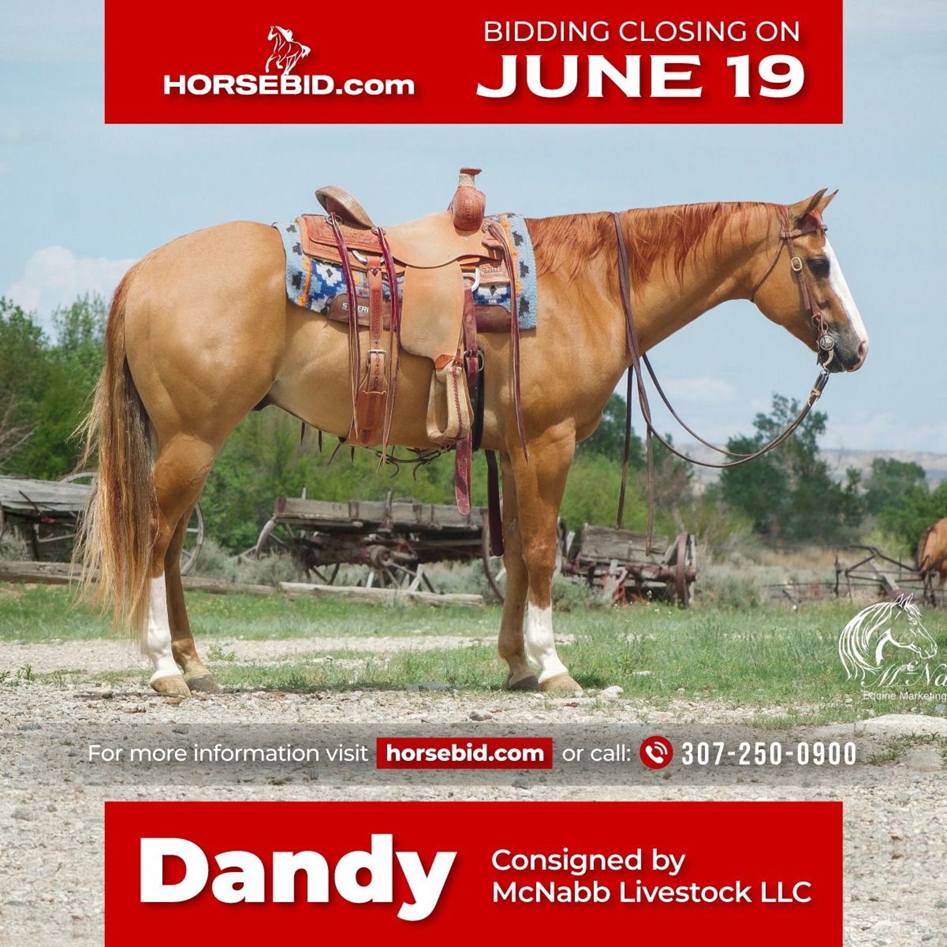 Paint Horse Gelding 7 years 15 hh Red Dun in Cody, WY