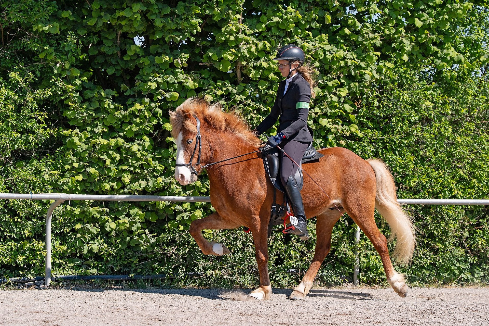 Islandpferd Wallach 9 Jahre 141 cm Fuchs in Melle