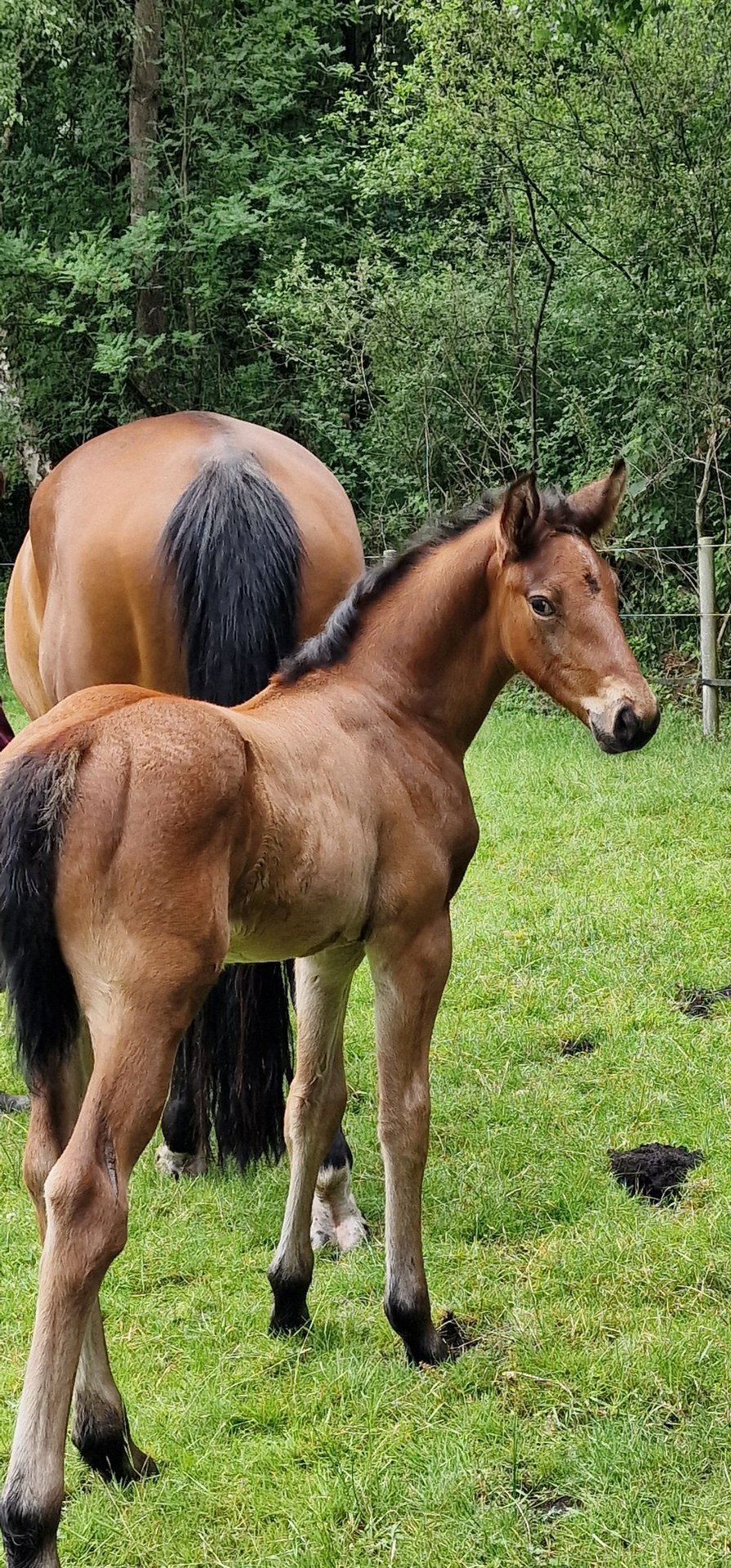 Oldenburger Springpferd Hengst Brauner in Emstek