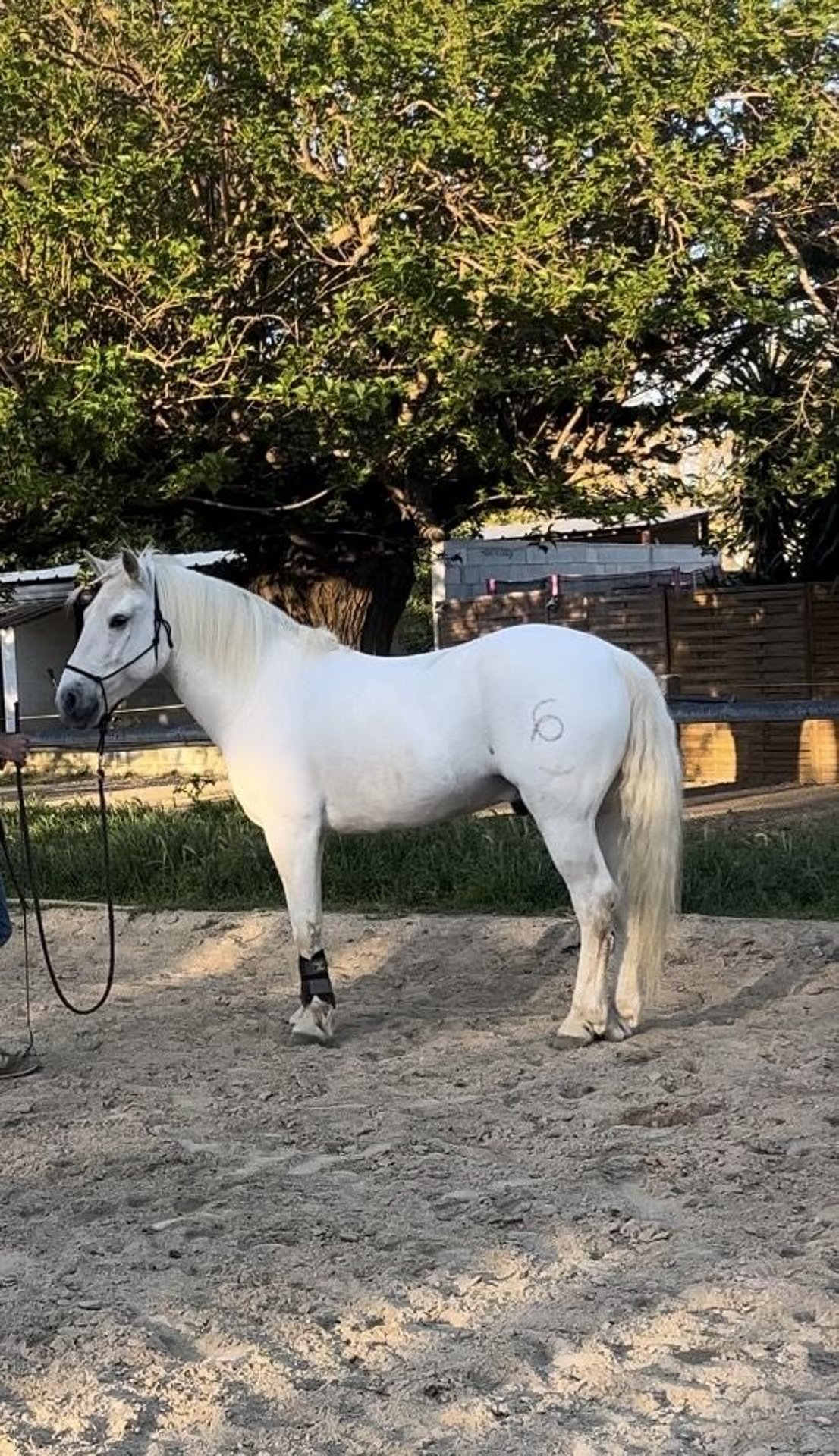 Camargue Wallach 12 Jahre 146 cm Schimmel in Arles